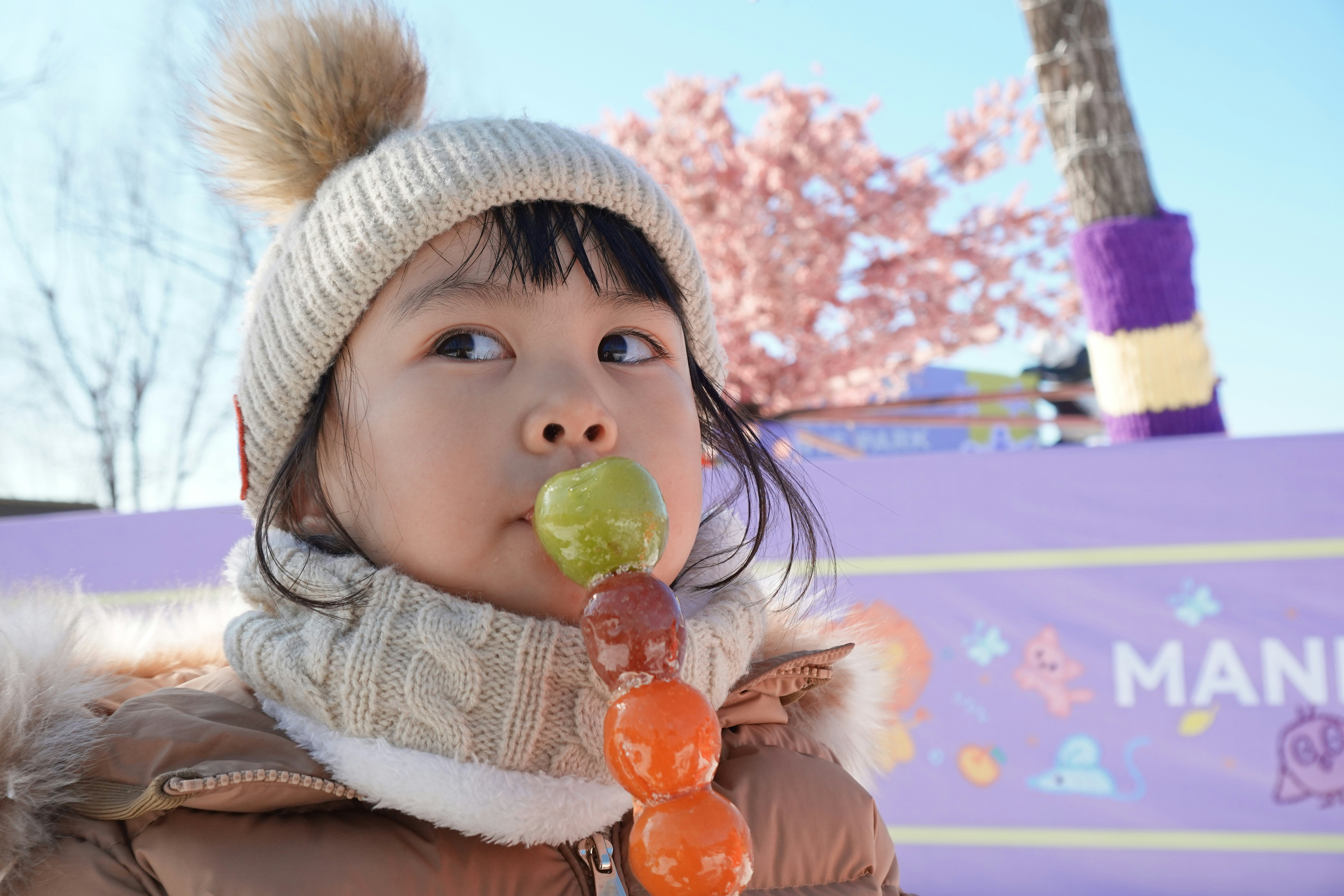 A young girl eats a skewer of candied fruit.