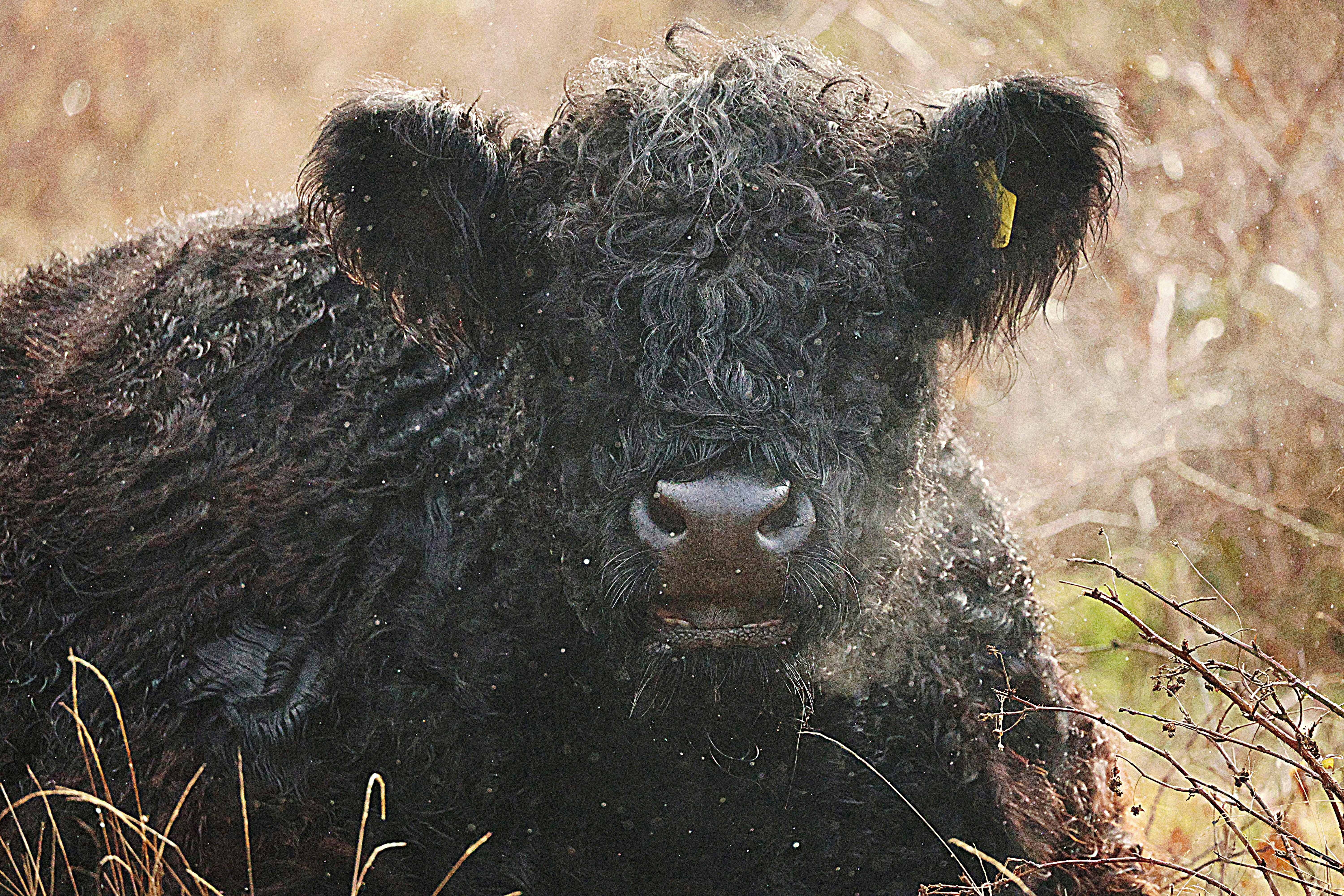 Eyes in the Grasses: A Black Bison Calf Stare