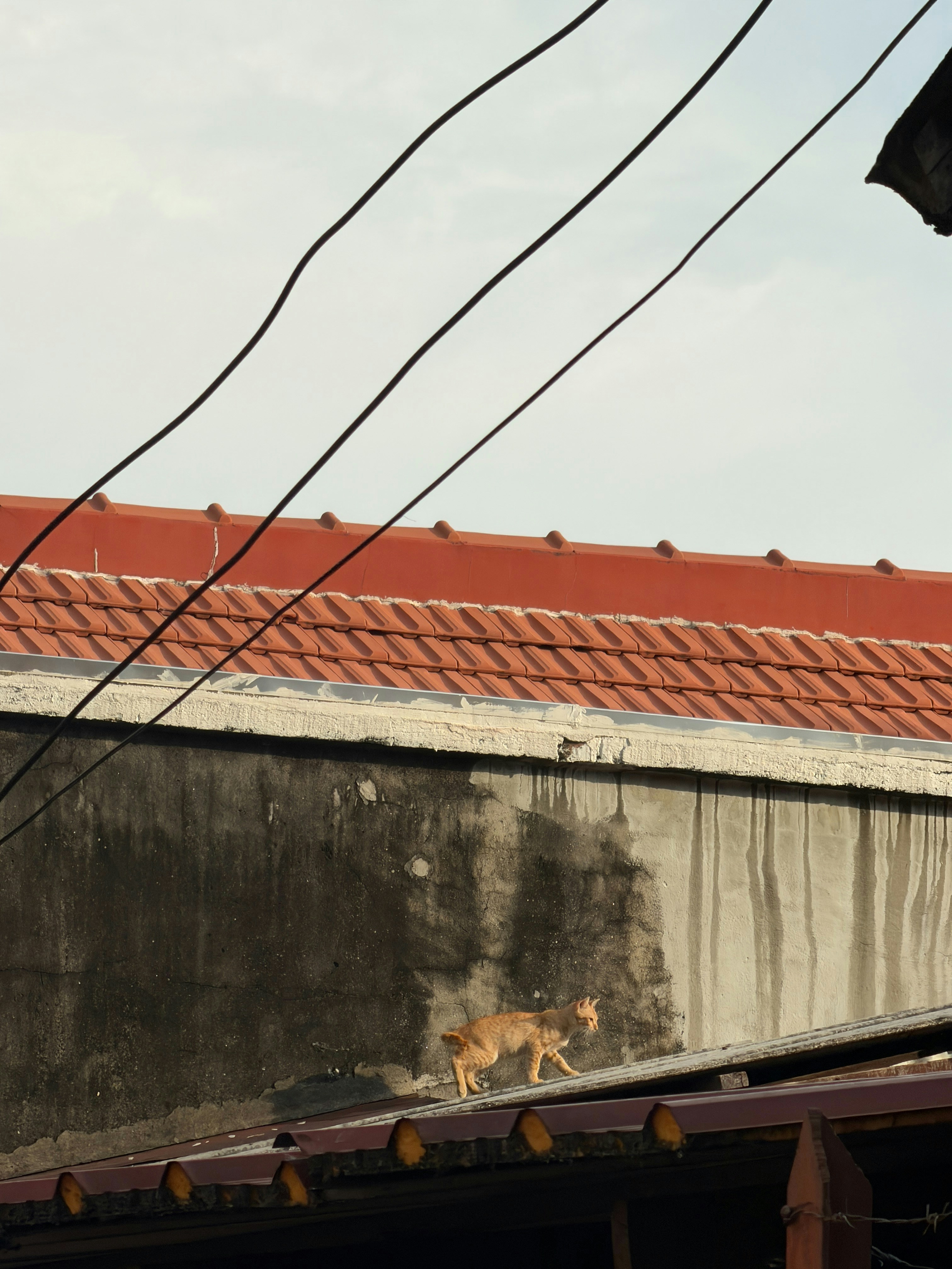Terracotta Rooftops and a Cat on the Edge