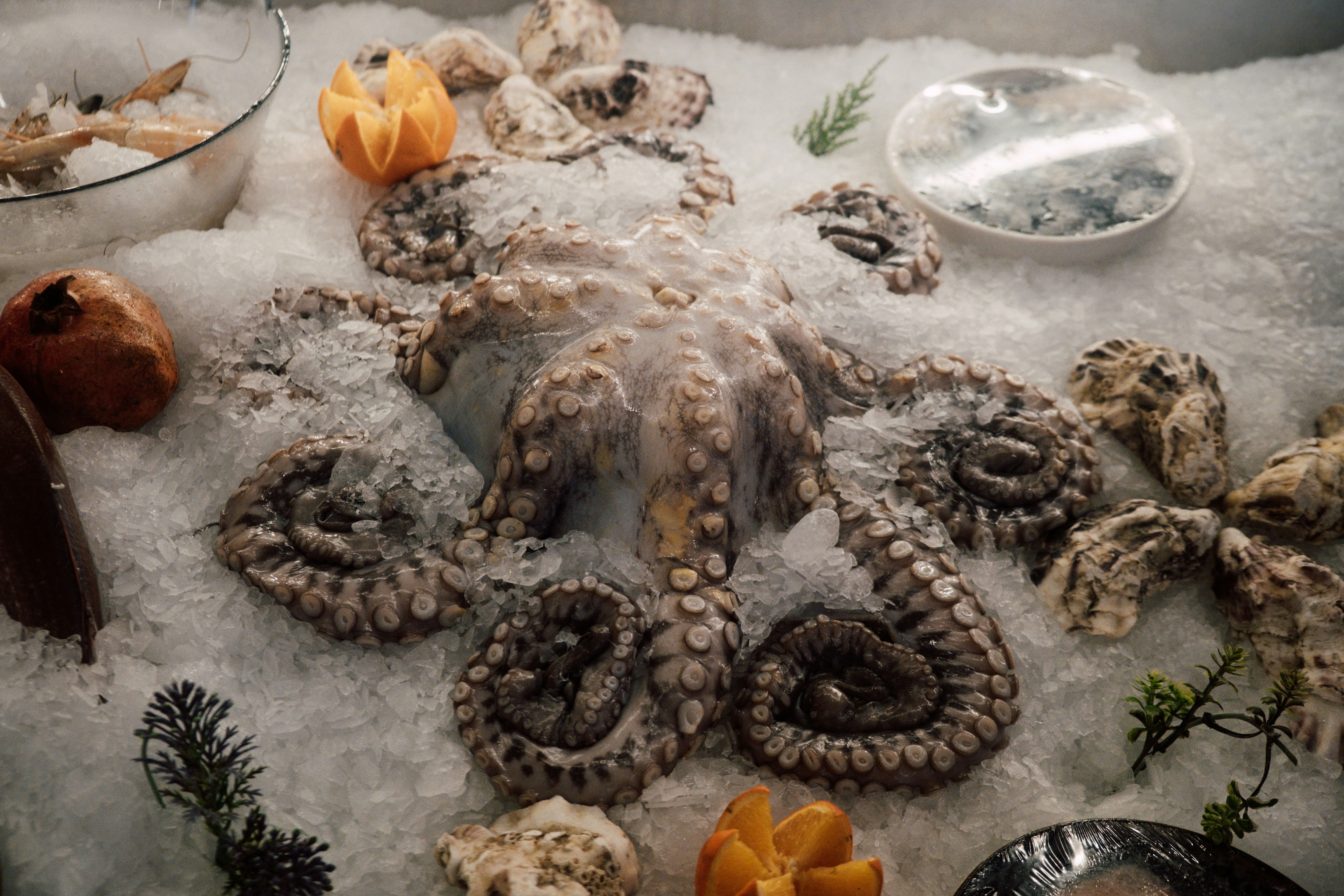 Arctic Tableau: A Sea-Wed Octopus Among Snow and Succulent Ornaments