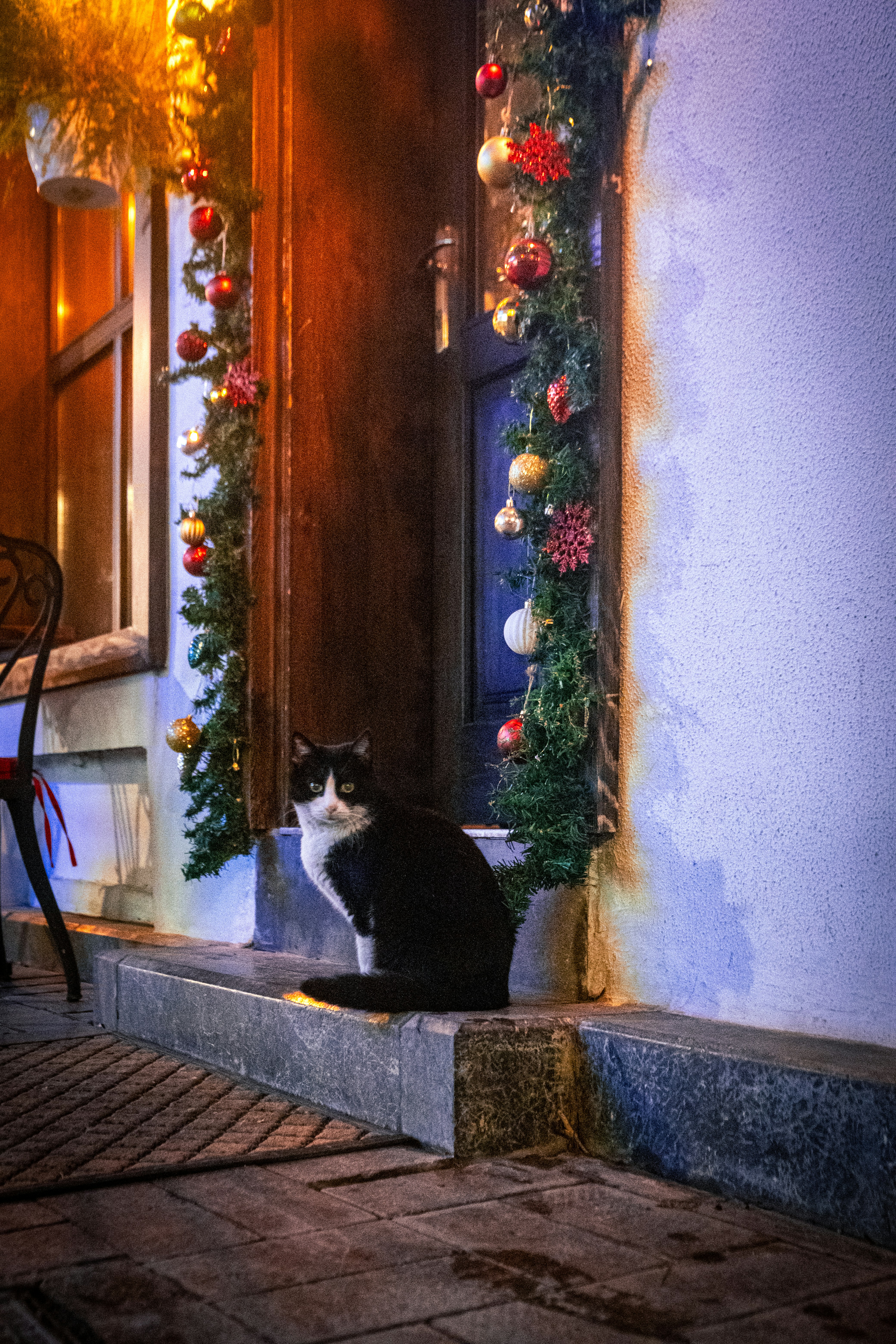 Moonlit doorway: a curious cat framed by festive garlands