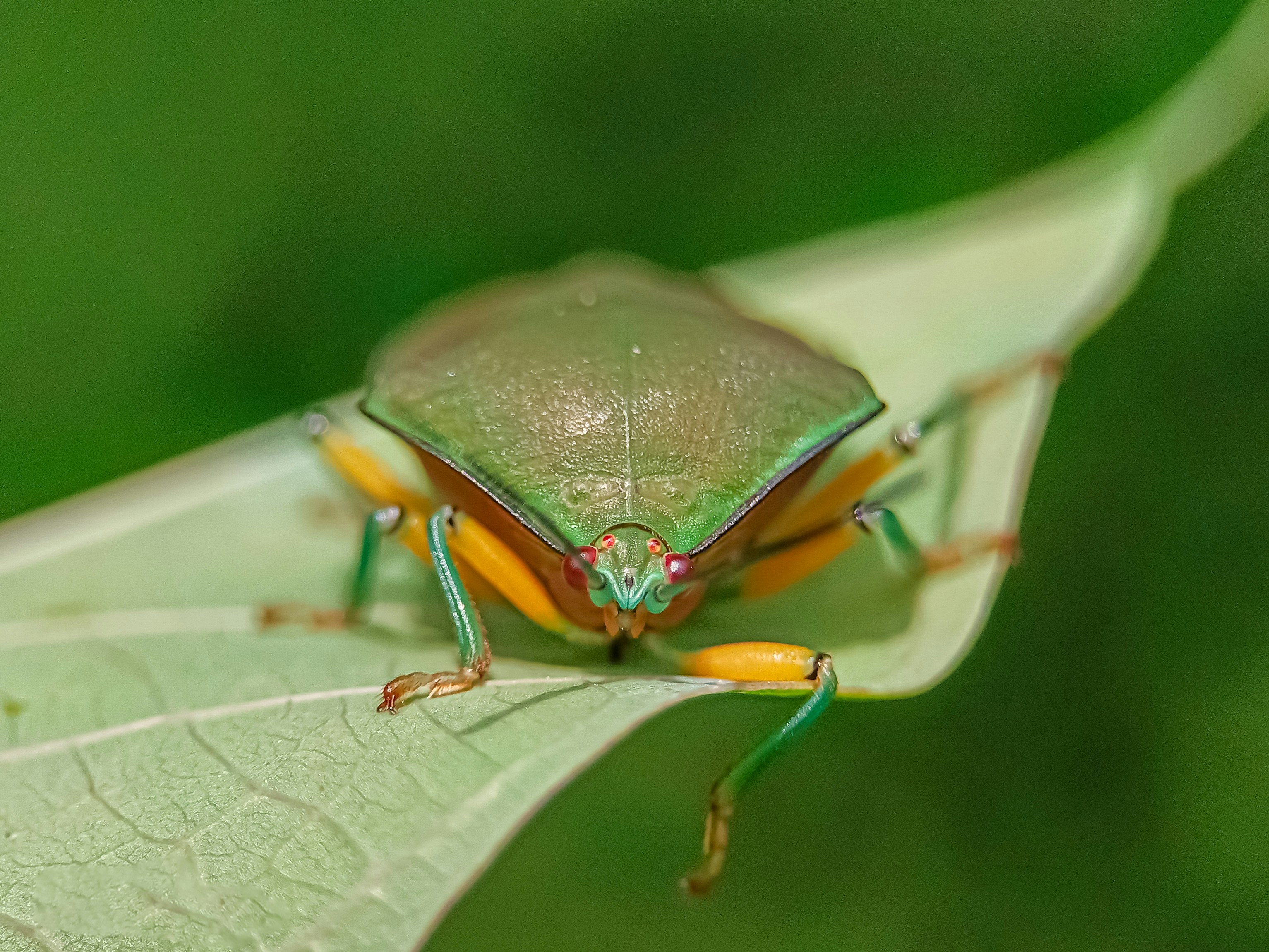 A green beetle with orange accents on a leaf