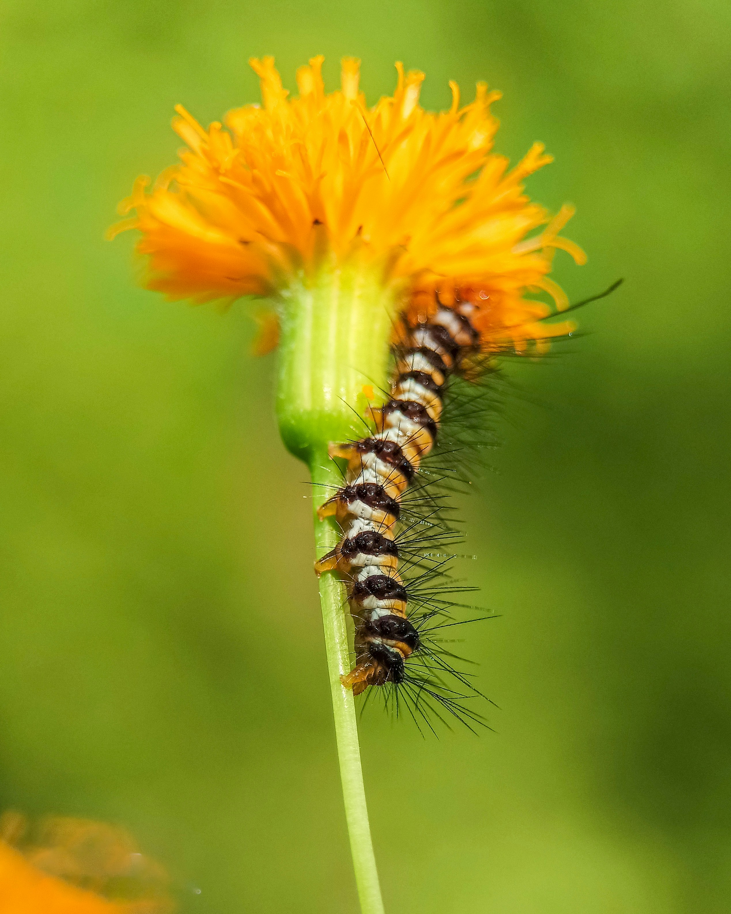 A fuzzy caterpillar crawls on a bright orange flower.