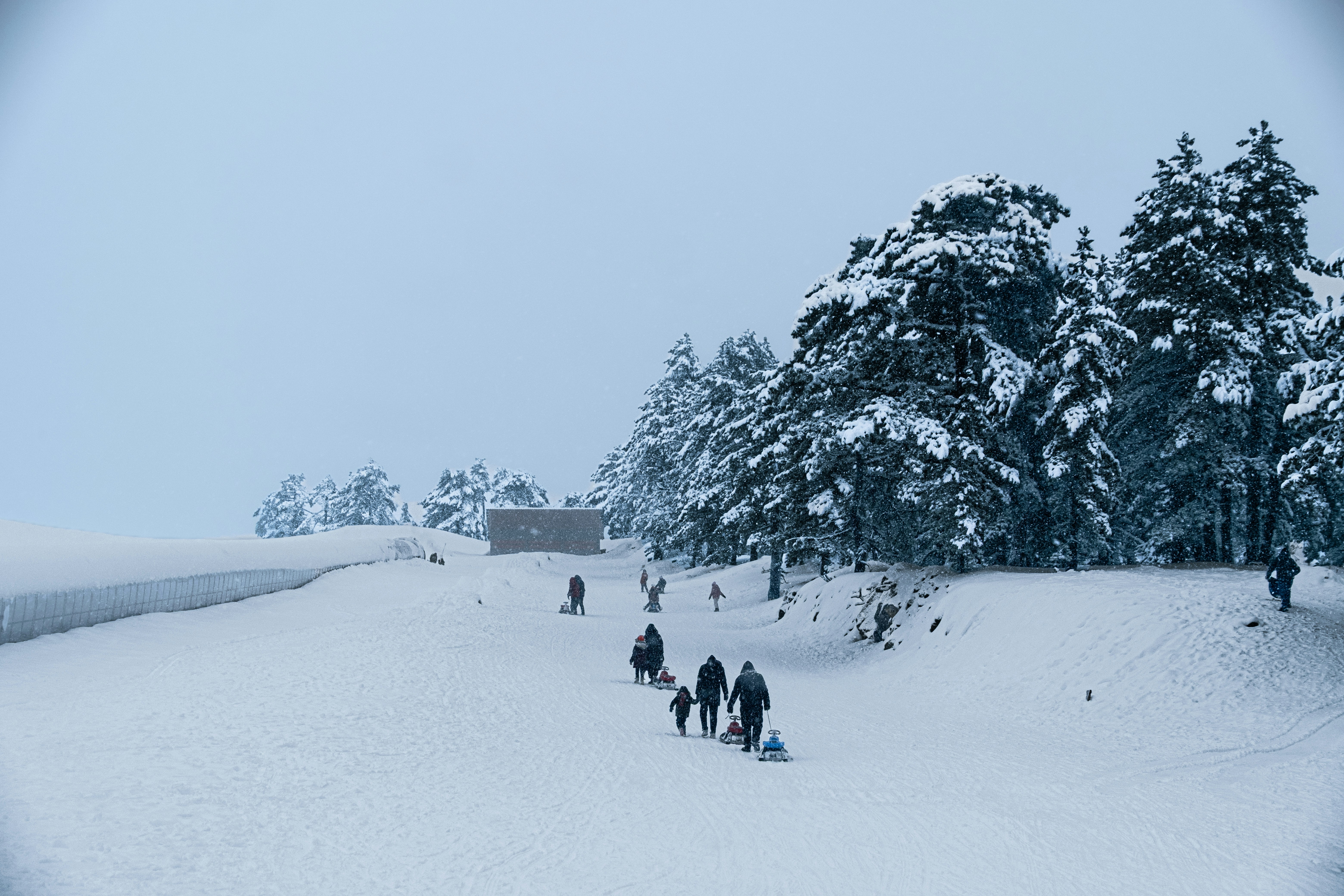 Snowbound Parade: A Winter Descent Beneath Snow-Lashed Pines