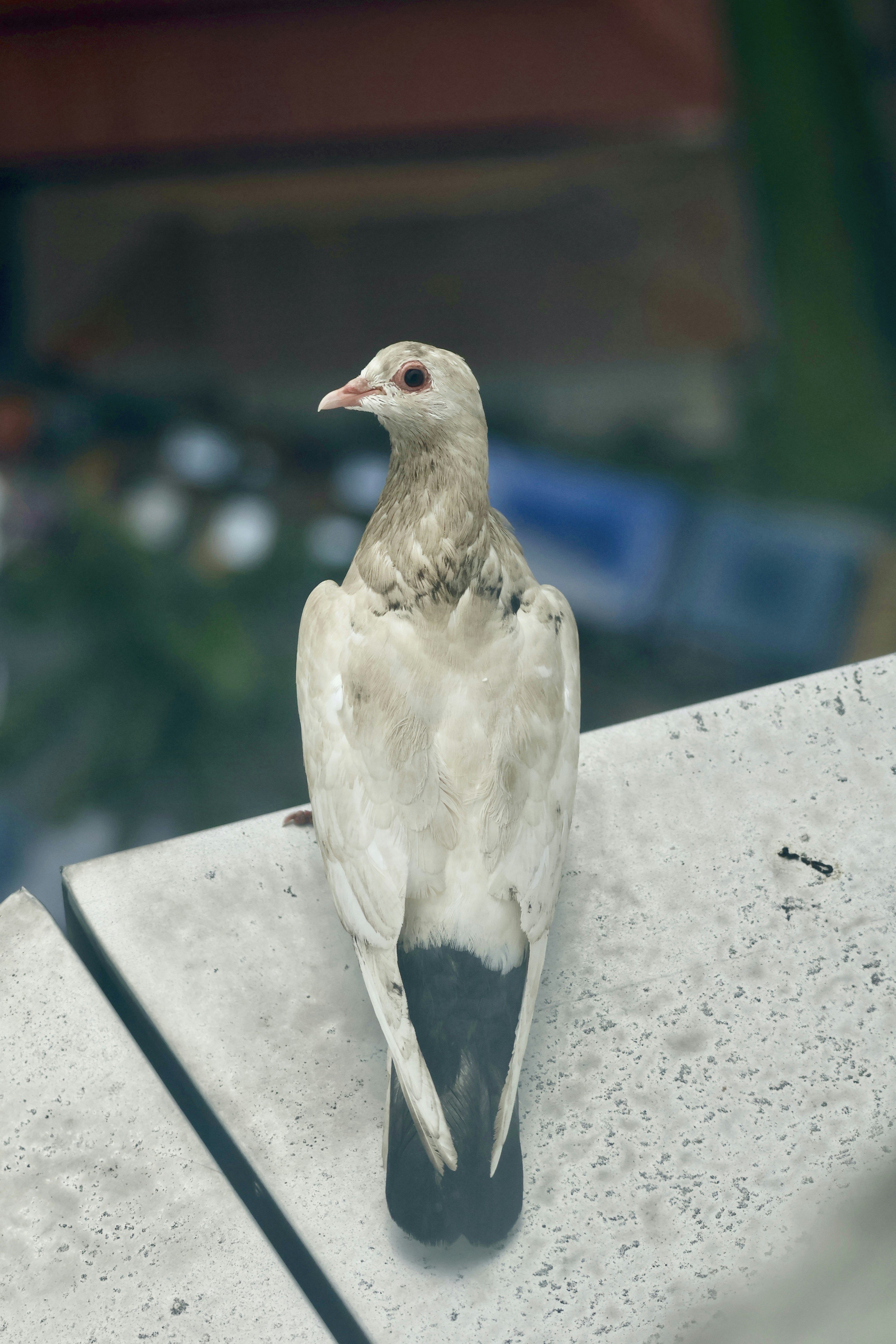 Urban Dove on a Concrete Edge