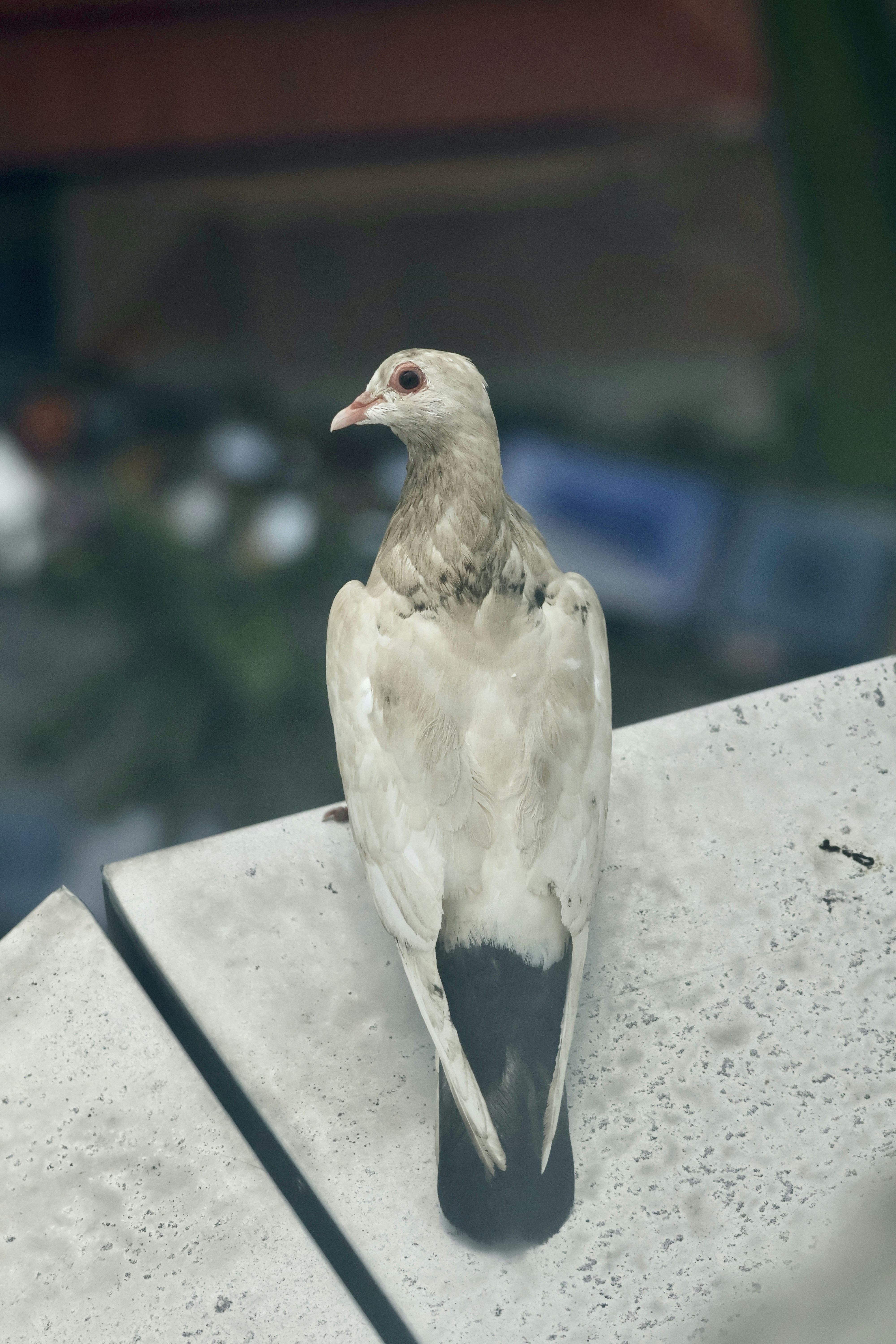 Pigeon Perched on a Weathered Concrete Sill