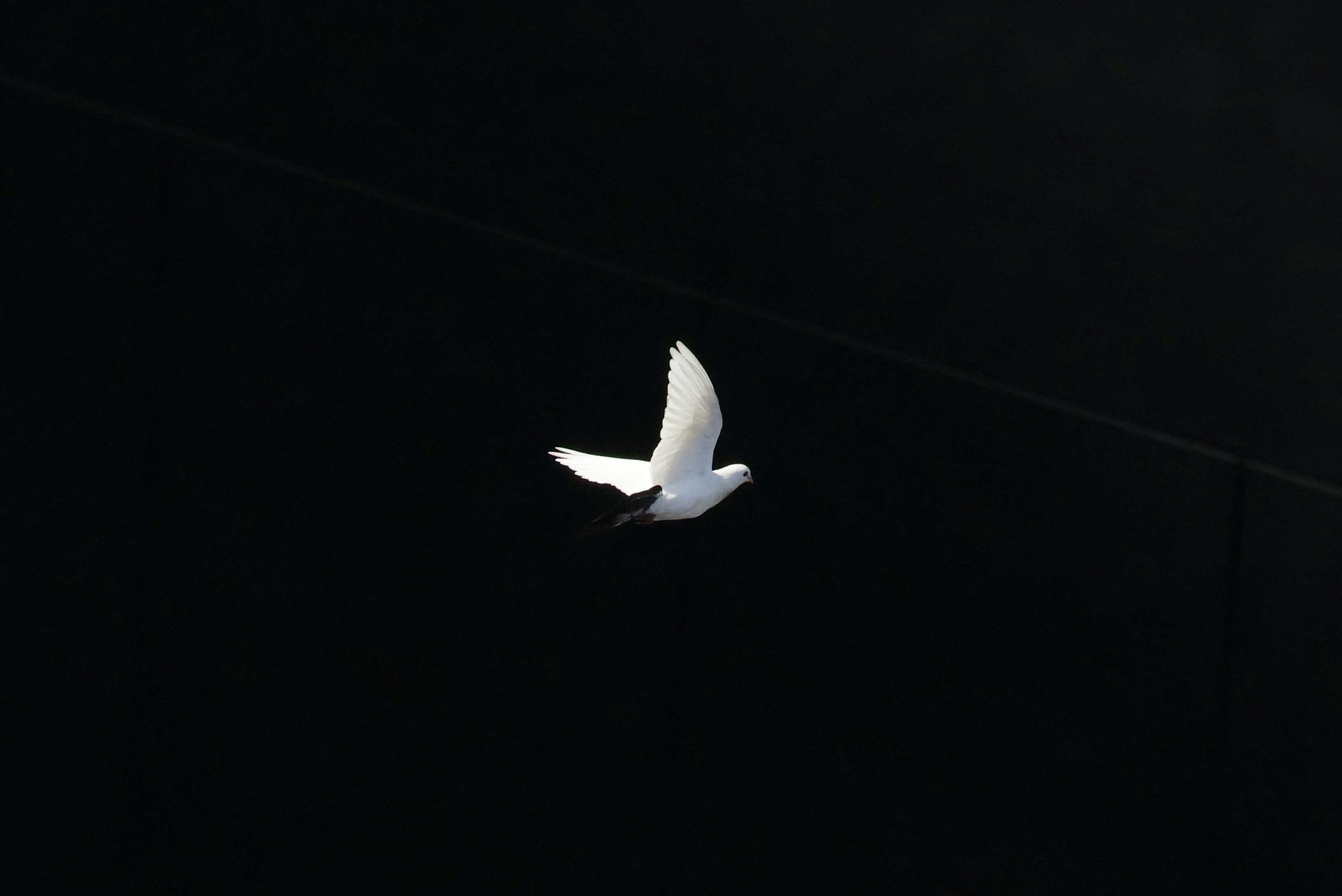 White Dagger in the Dark: A Lone Seagull Cleaving the Night Sky