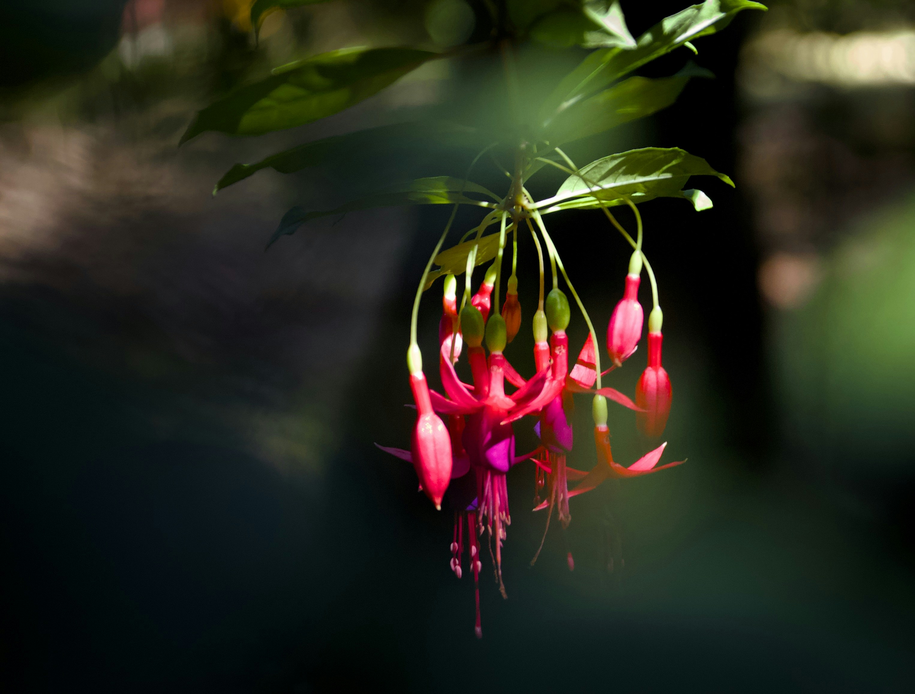 Hanging Crimson Bells: Fuchsia Blossoms in Soft Backlight