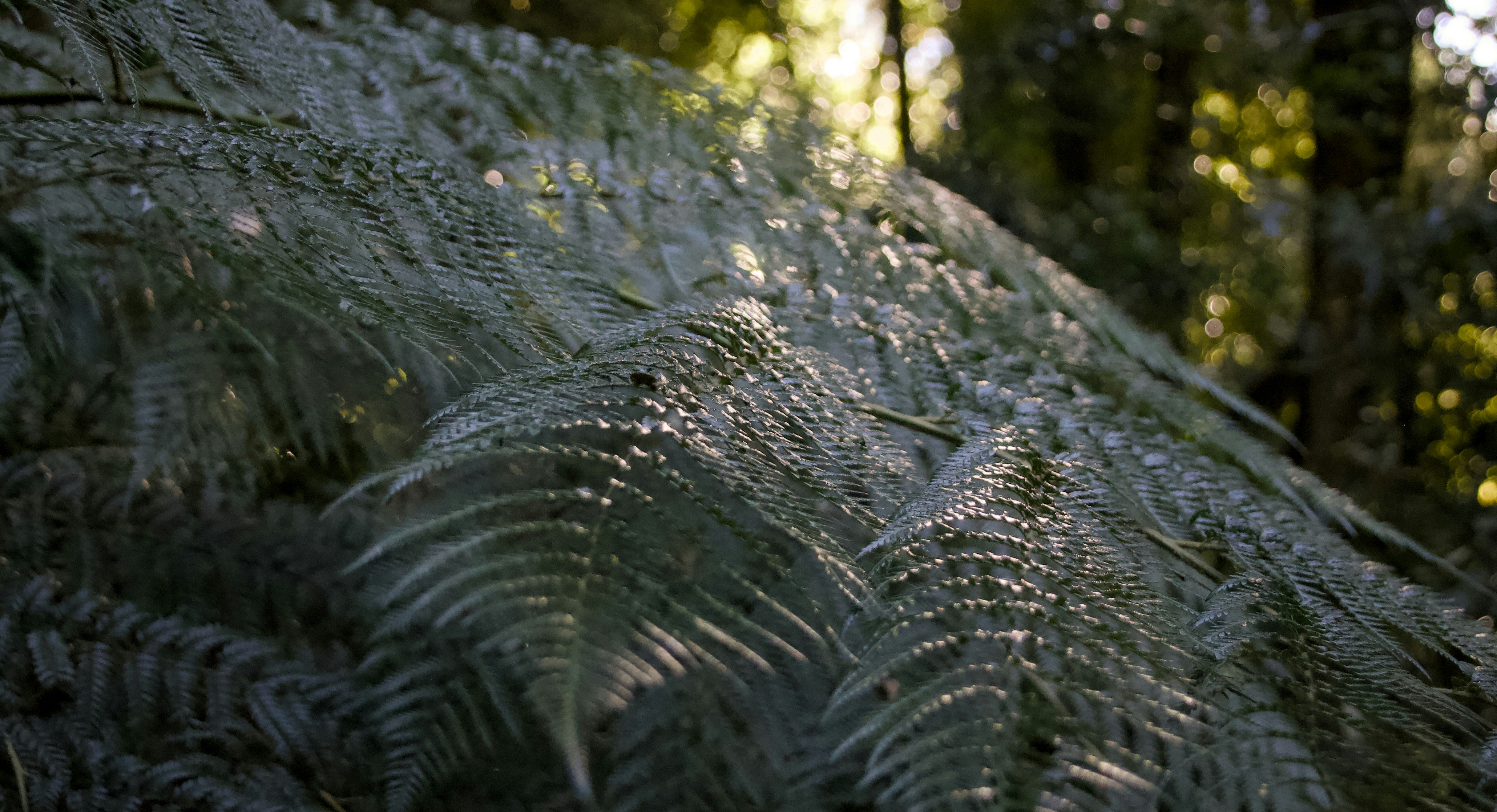 Sunlit Fern Canopy Unfolding in Quiet Understory