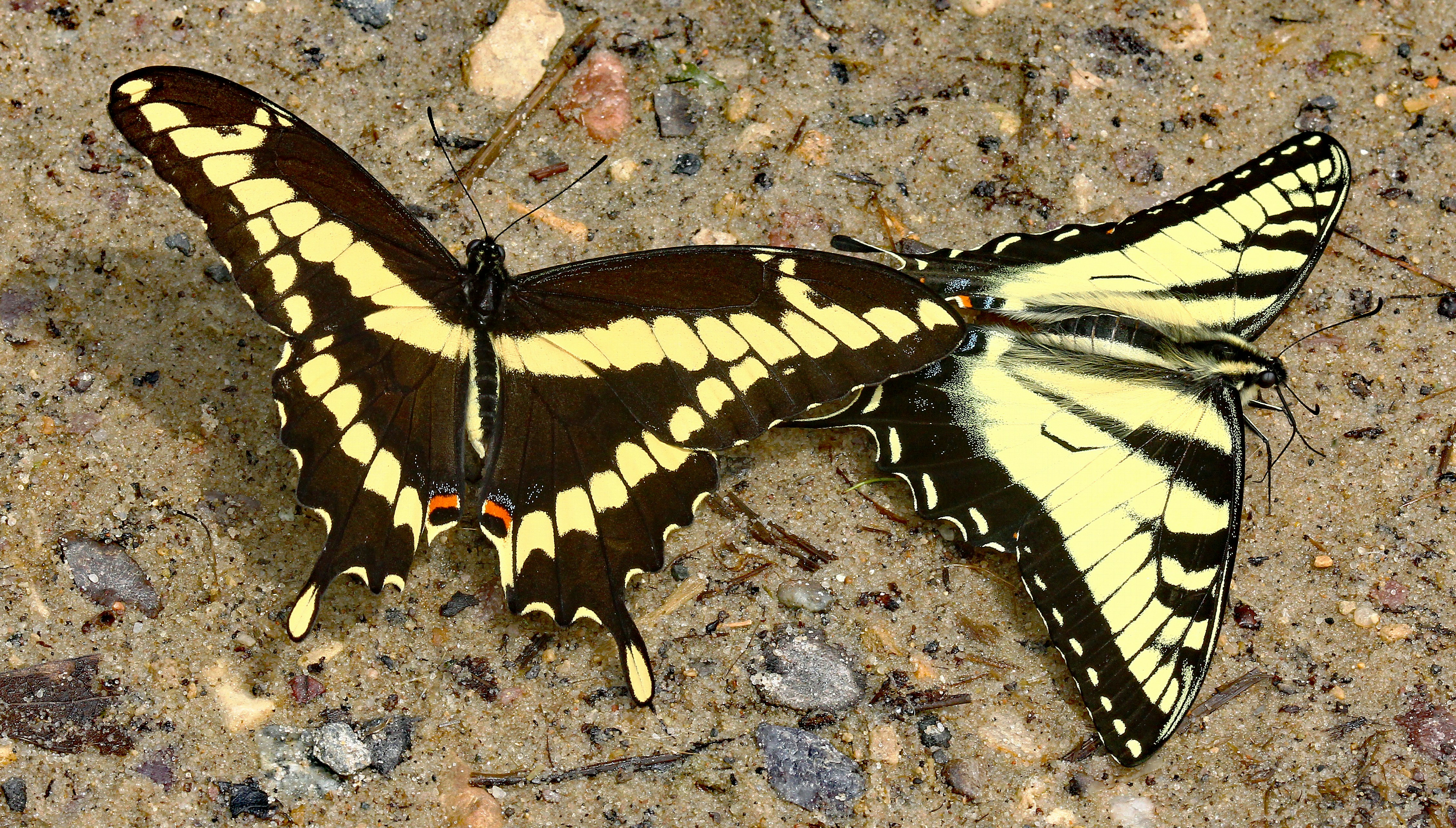 Banished into Flight: A Yellow-and-Black Swallowtail Resting on Gravel