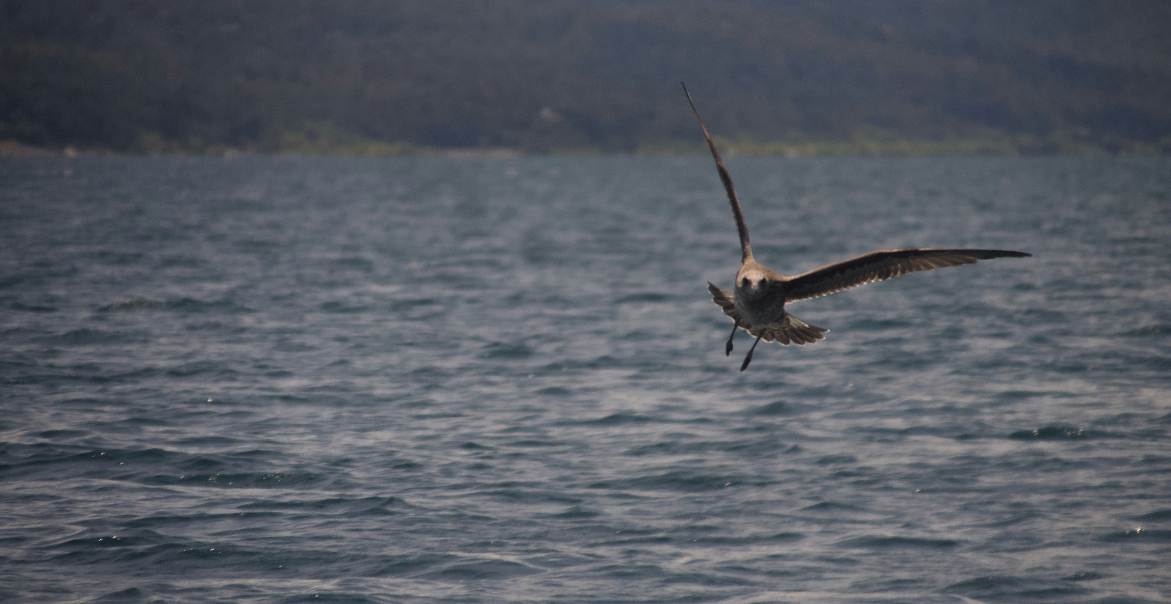 Landing Approach: Seabird Streak Over Quiet Waters