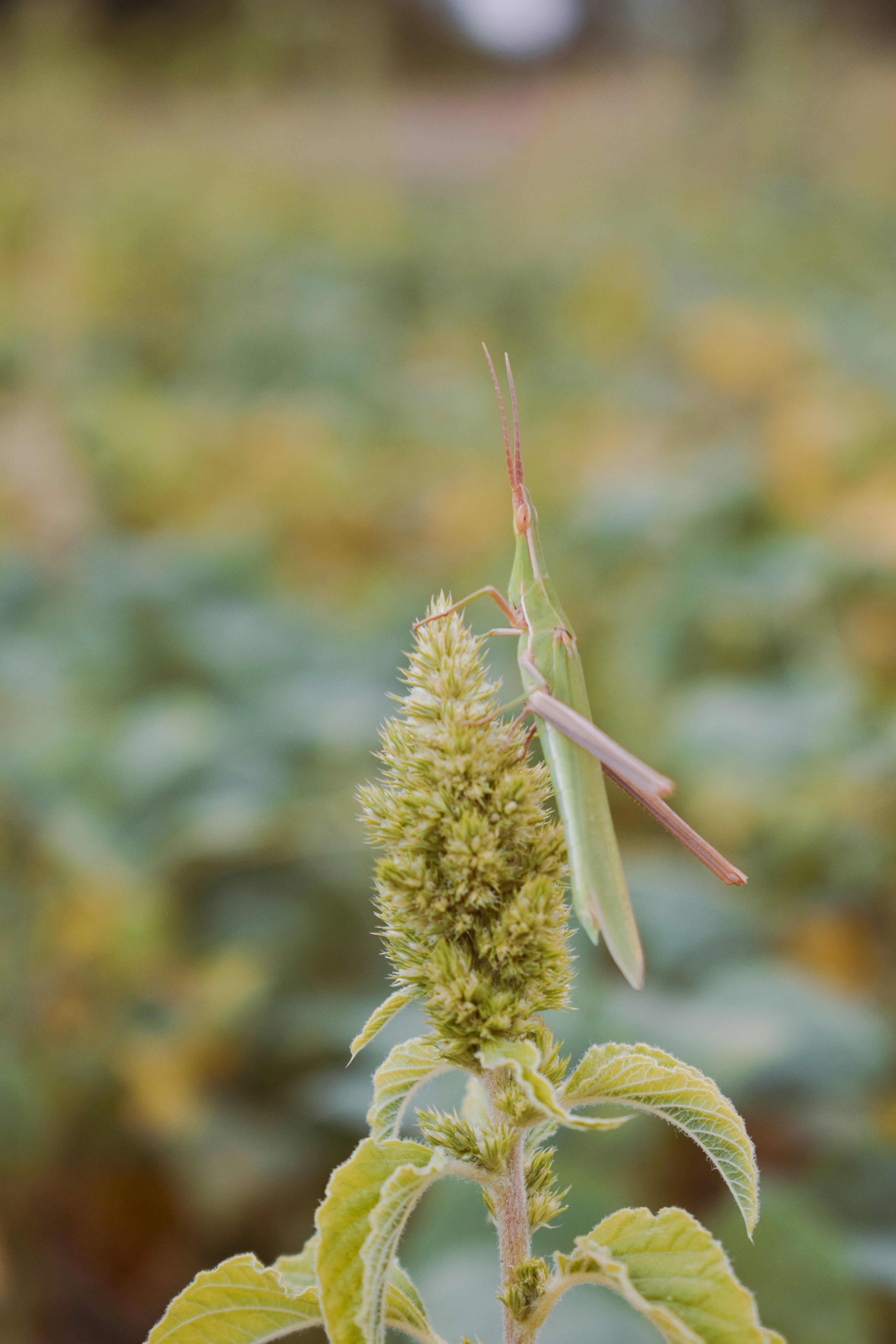 Mantis Serenade on a Seed Head