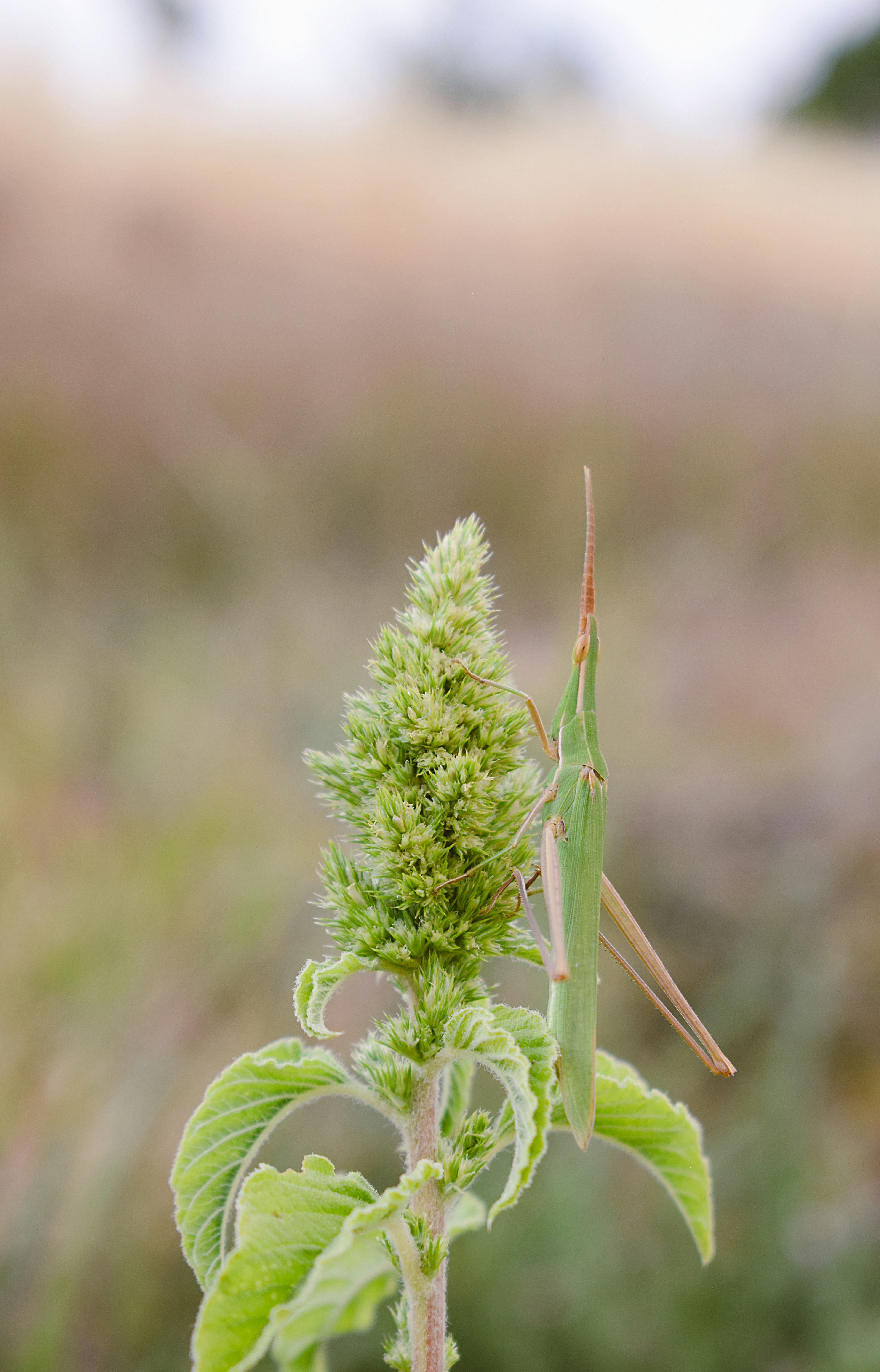 Crested grass with praying mantis on a sunlit stem