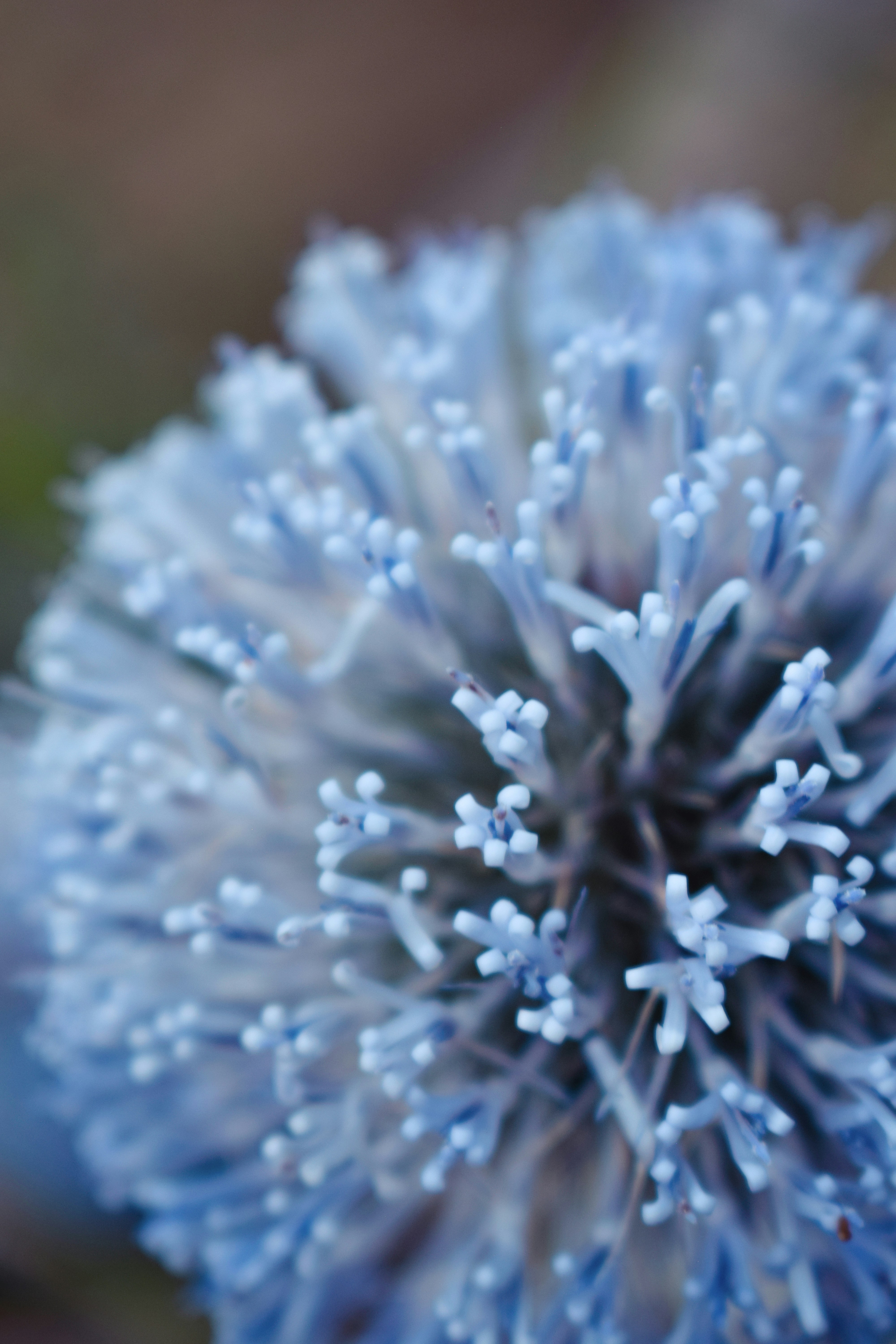 Blue-tipped Flora: A Macro Bloom Examines a Frosted Sphere