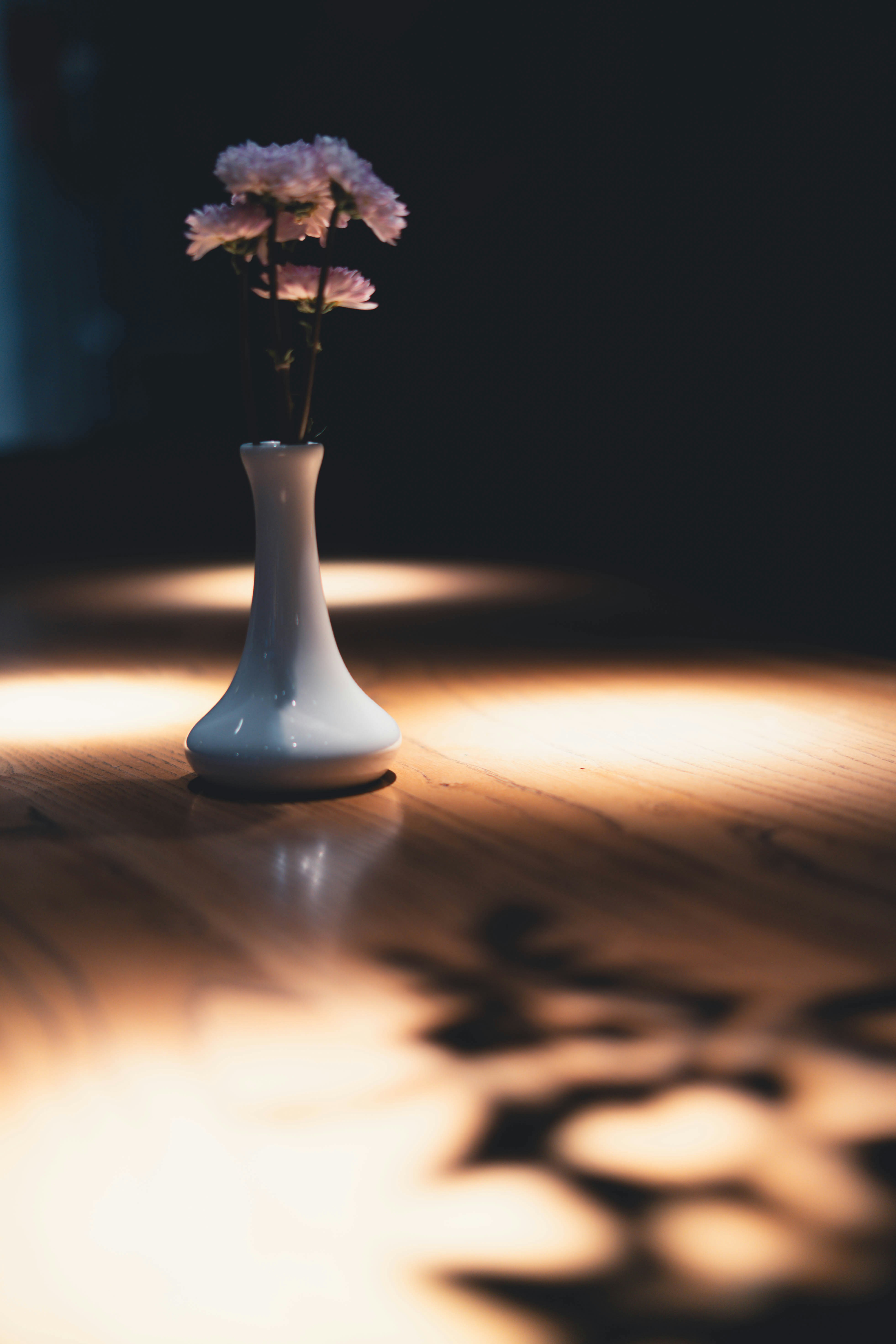 Lonely Bloom in a Spotlight