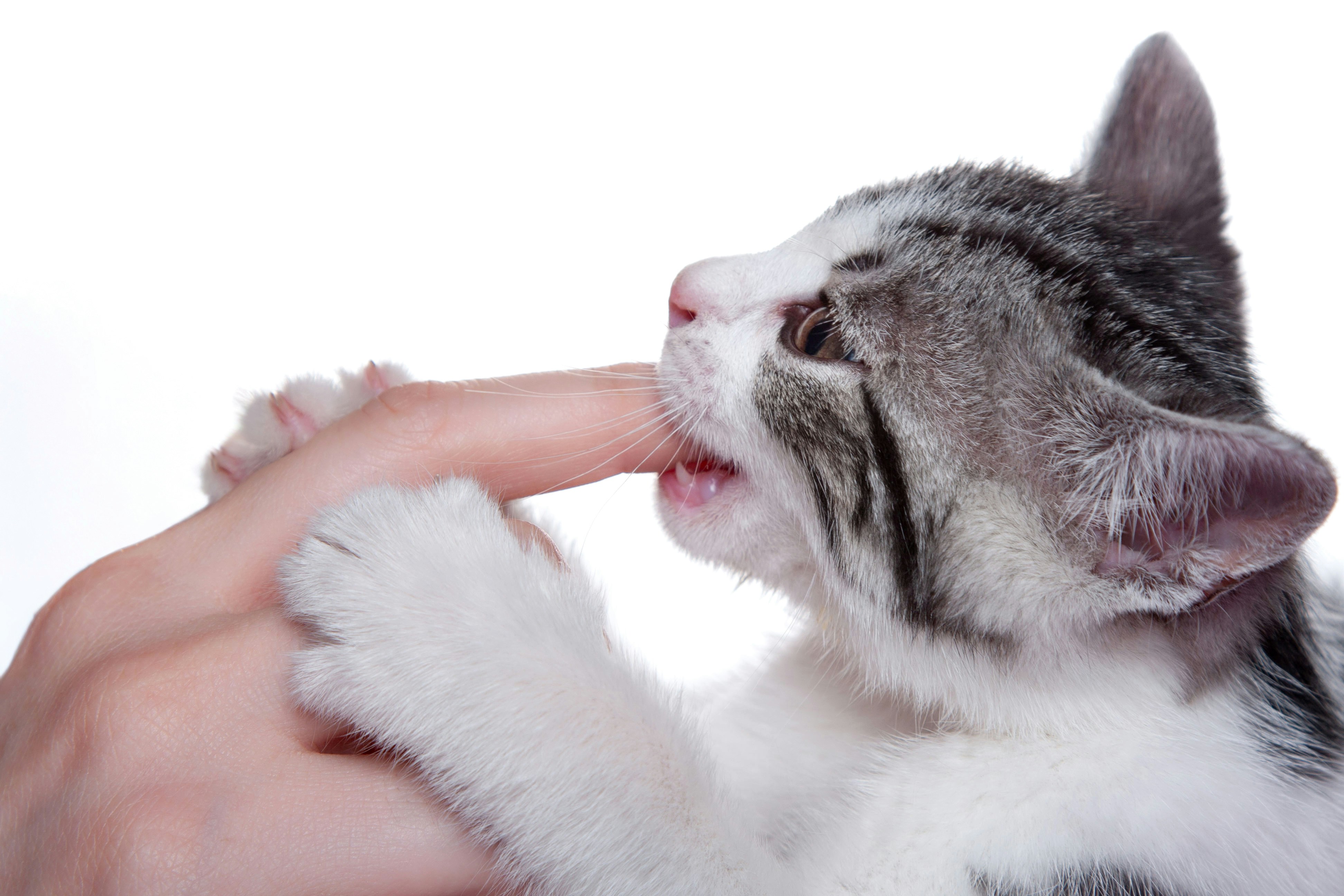 Gentle Predatory Play: A Cat Bites Playful Finger