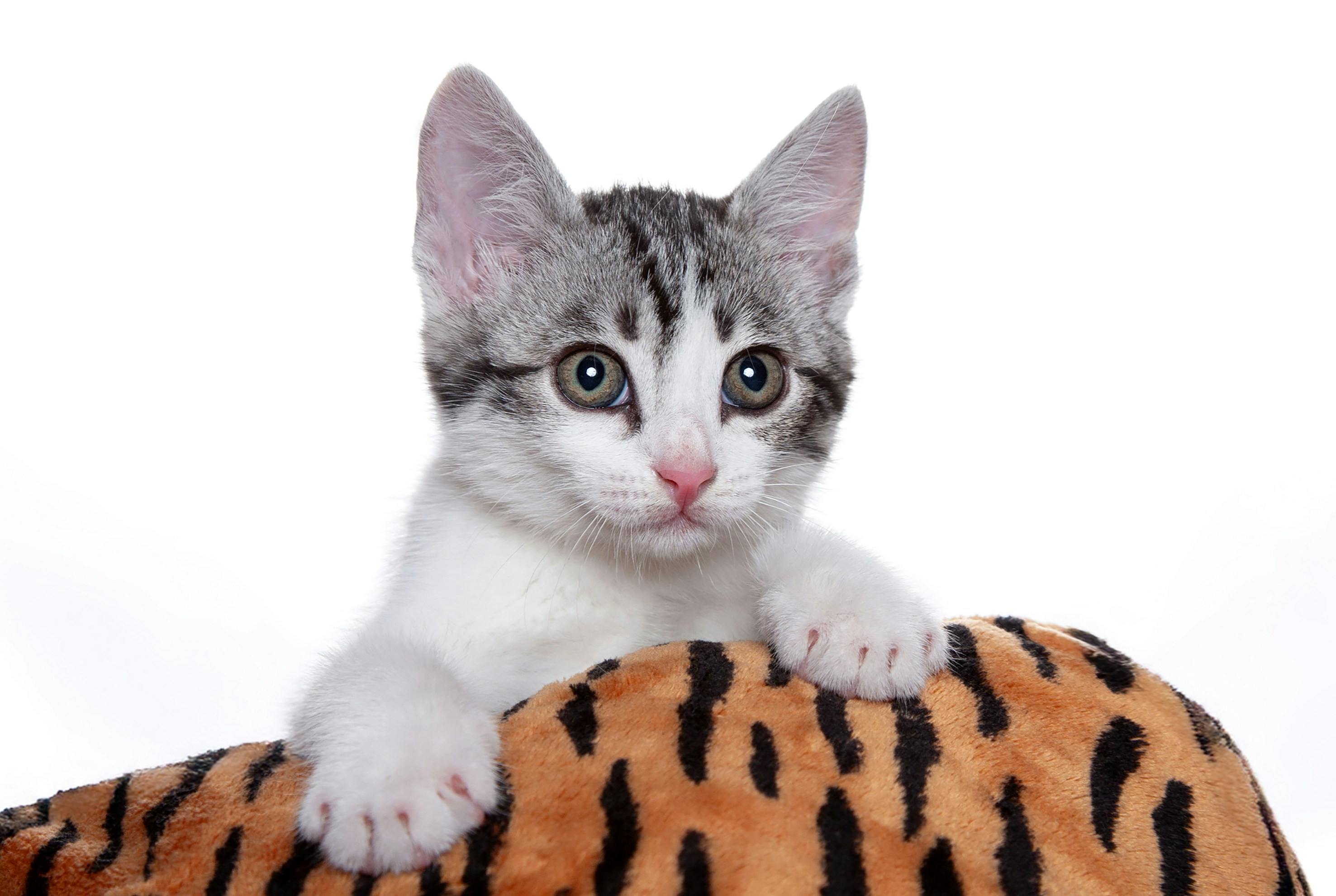 Curious Kitten Peer: Soft Whiskers Over Tiger-Print Plush