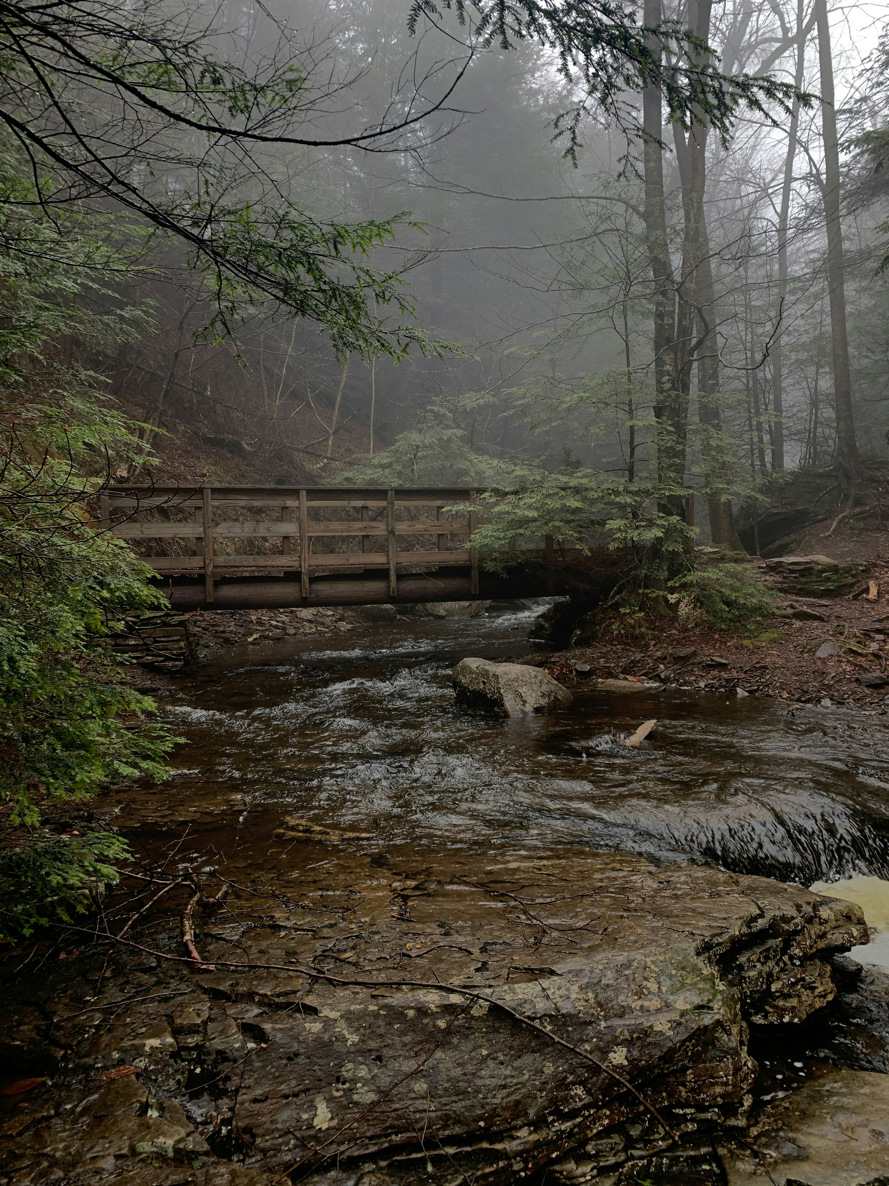 Mist-Forged Creek and Woodland Bridge
