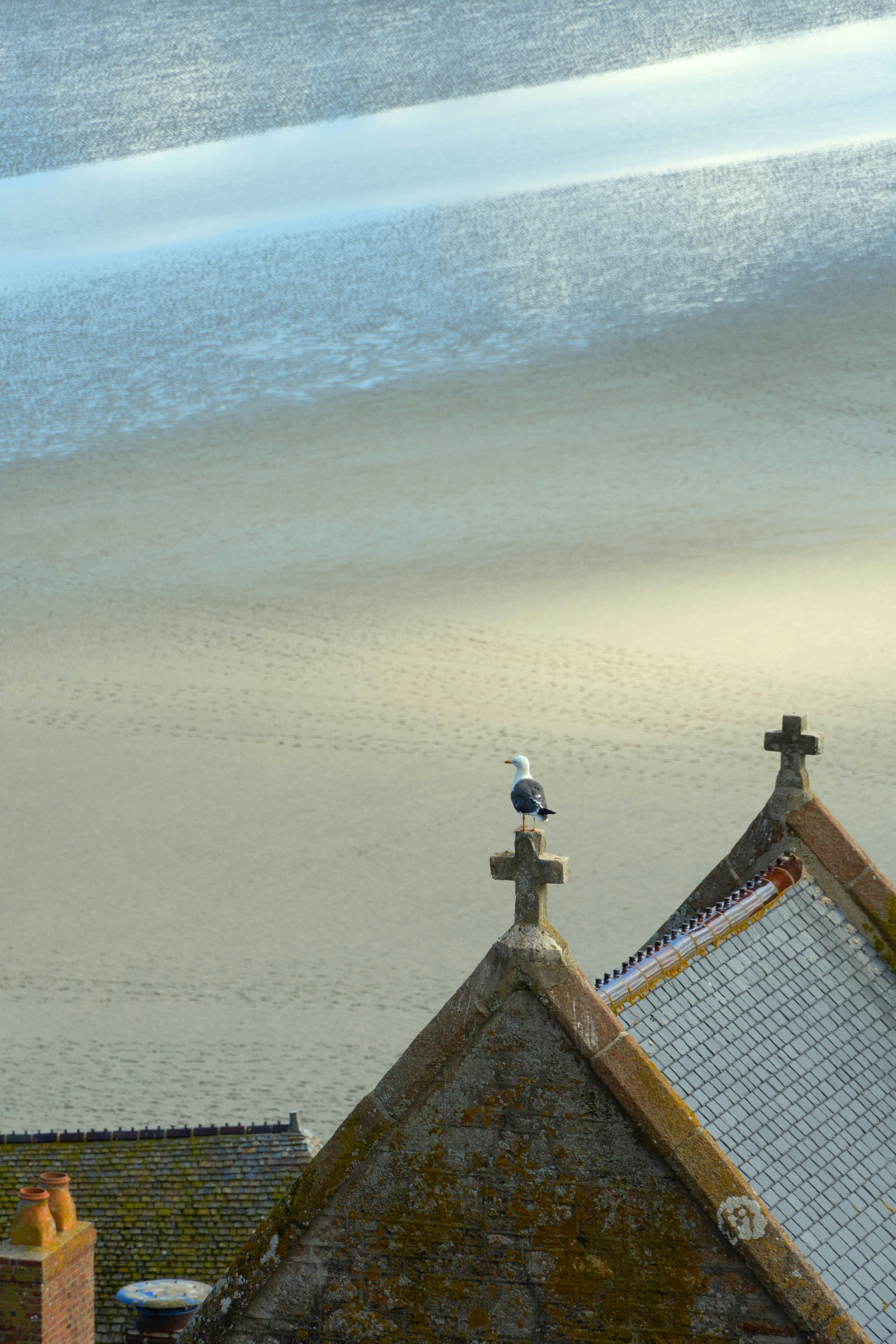 Seabird Sentinel on Moss-Coved Gable