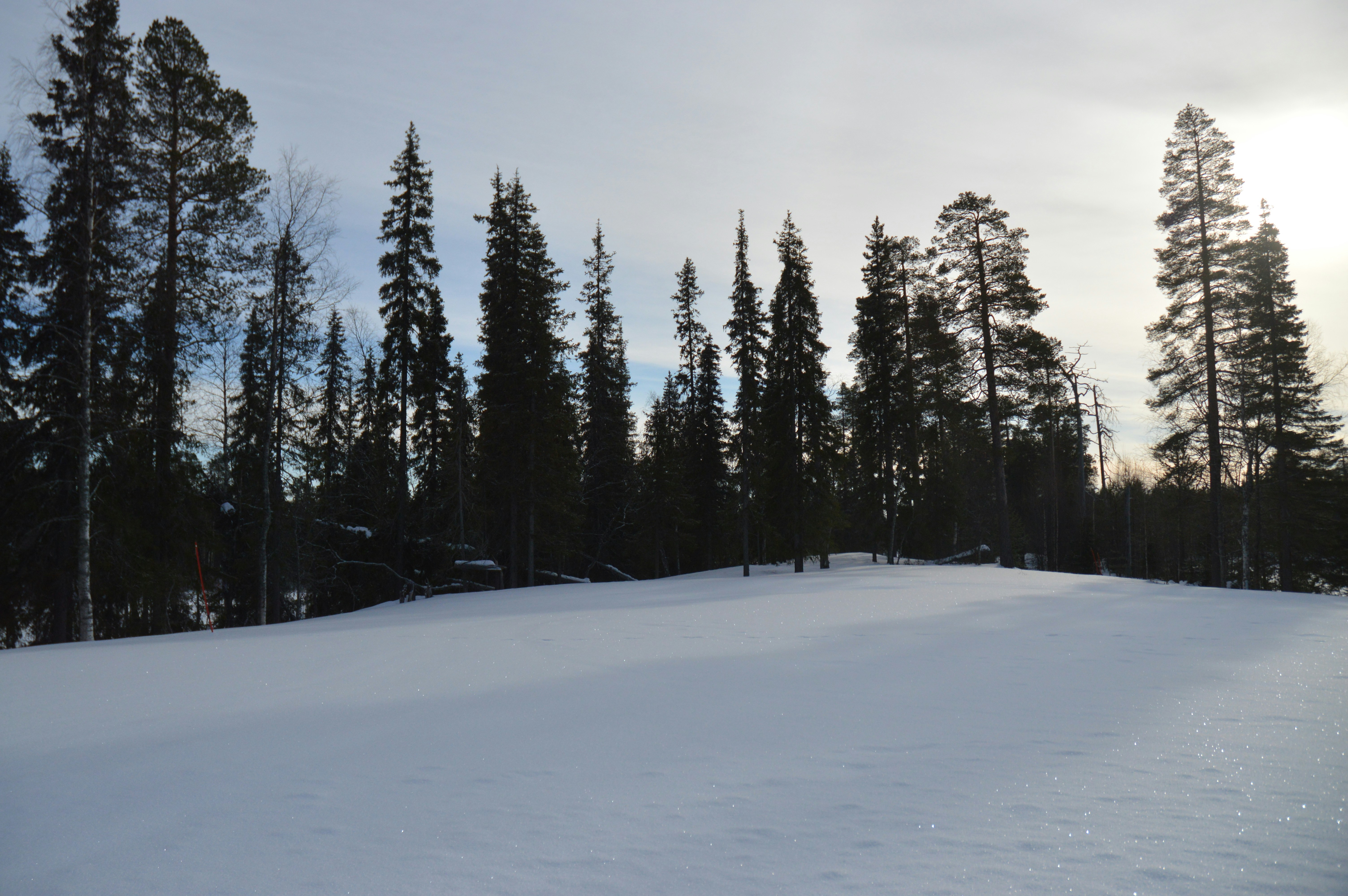 Snowfield Silence Under Tall Pines