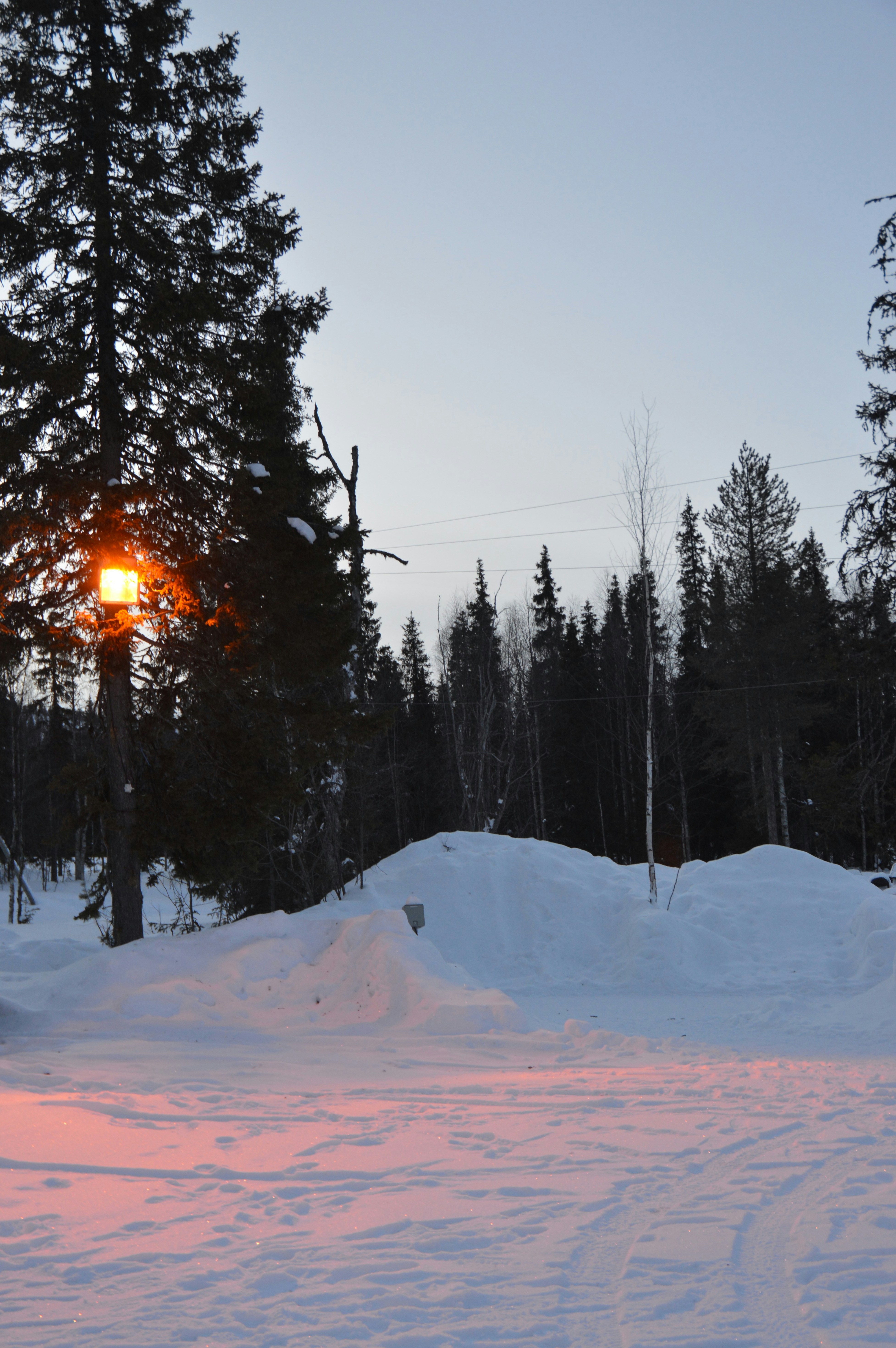 Amber glow over a snow-dusted forest at dusk