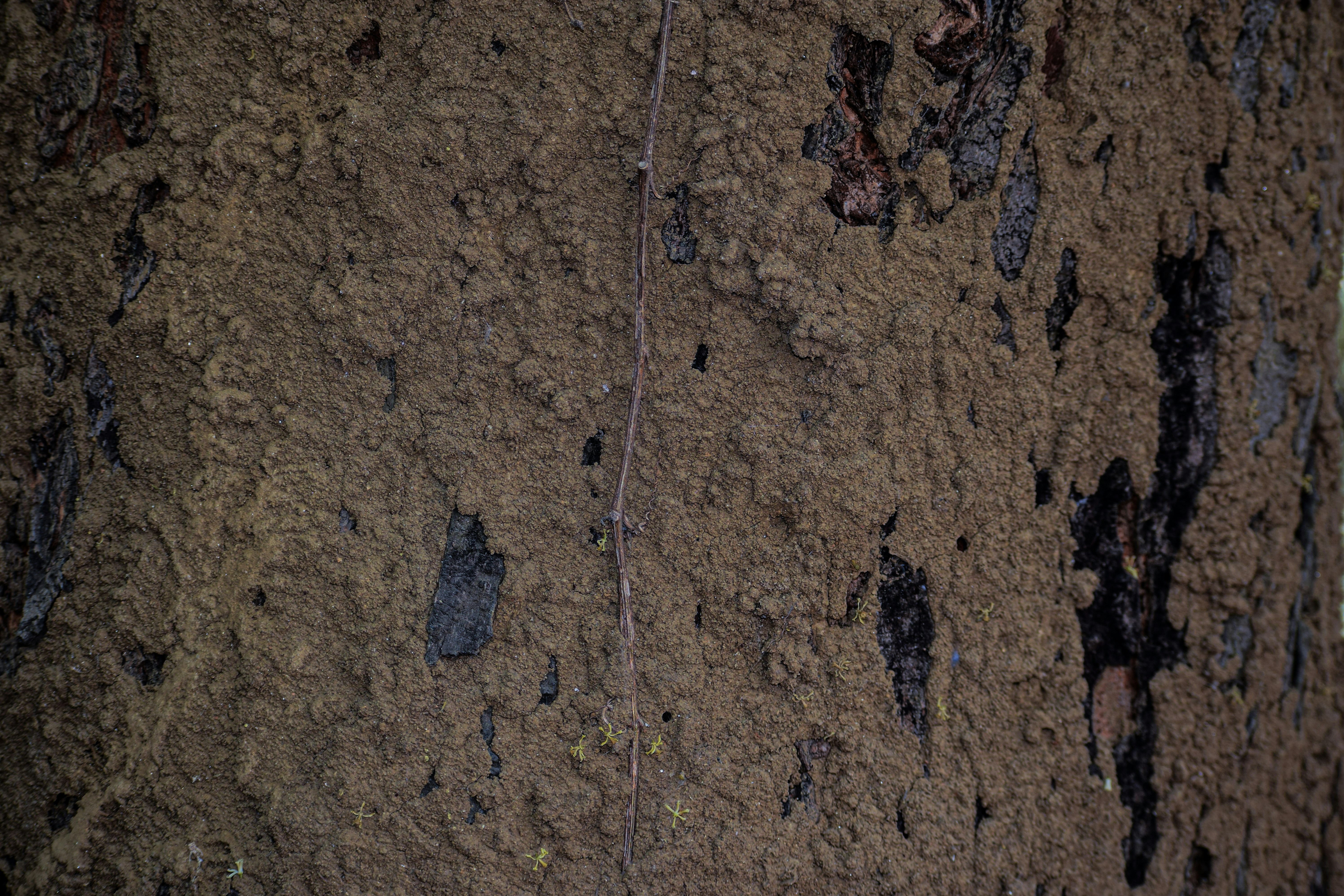Close-up texture of rough brown mud with dark patches. photo – Free ...