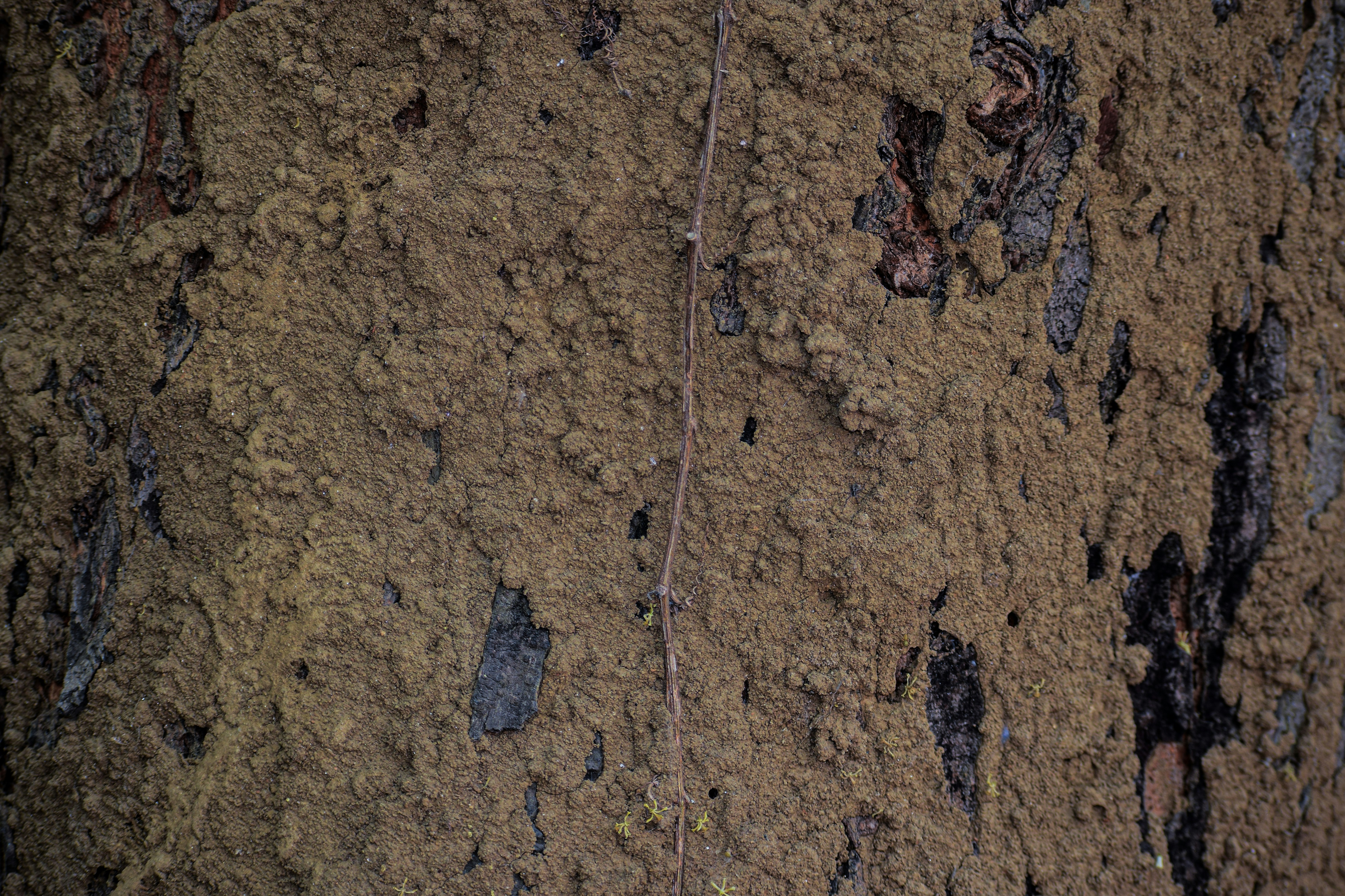 Rugged Bark: A Vertical Vein of Moss and Texture
