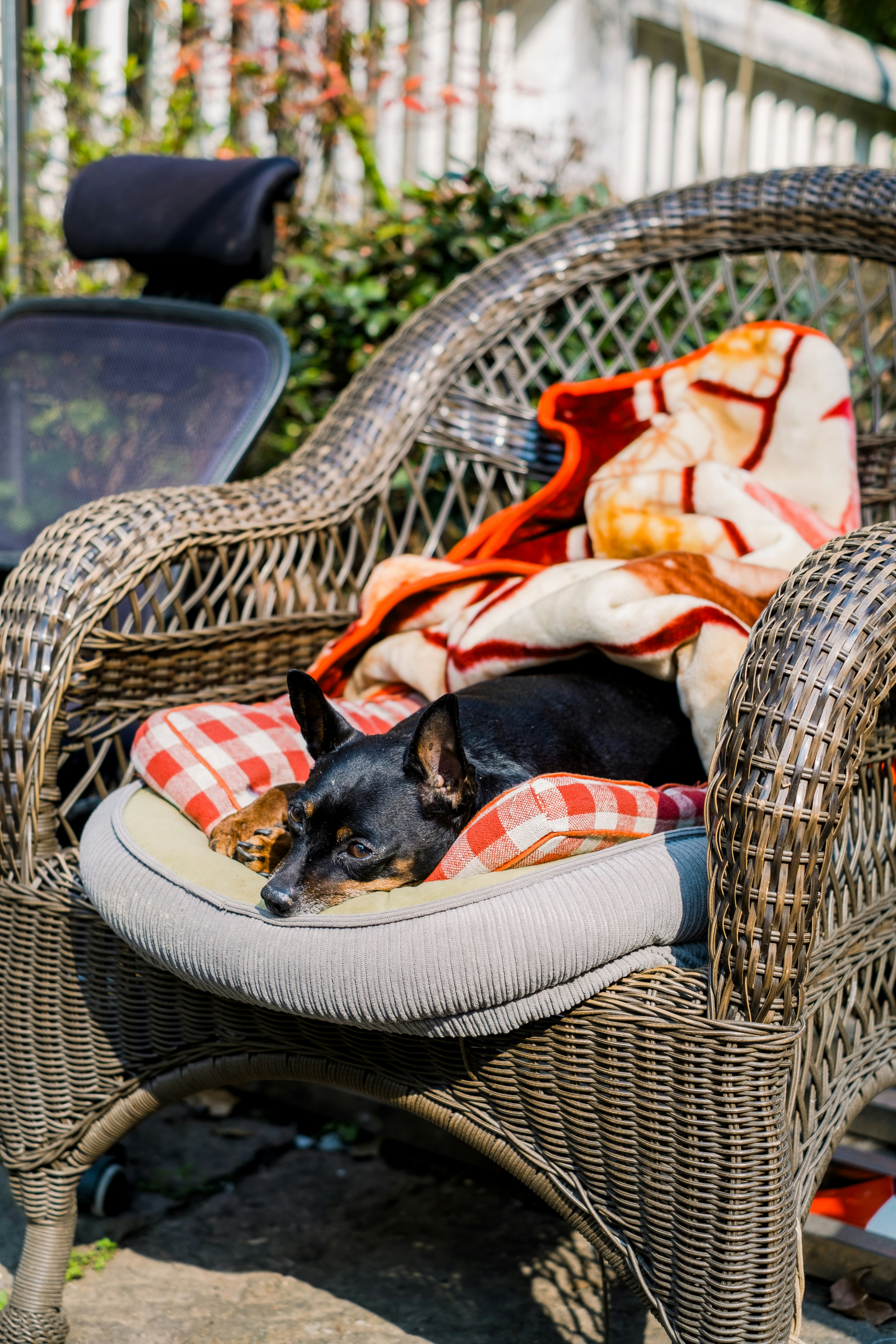 Sunlit Nook: A Snoozing Pup on Woven Comfort