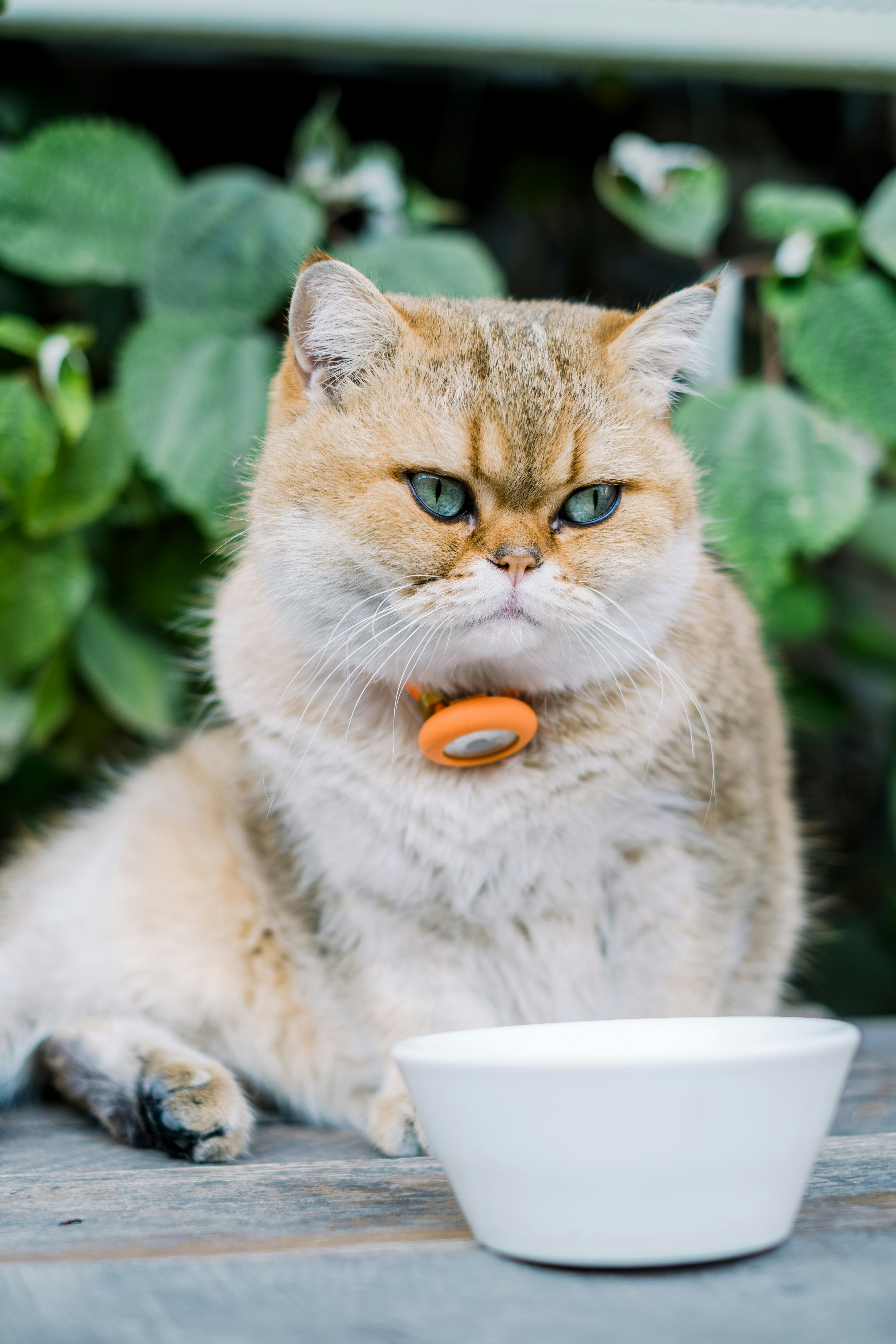 Amber-Tufted Companion: a calm gaze over the bowl