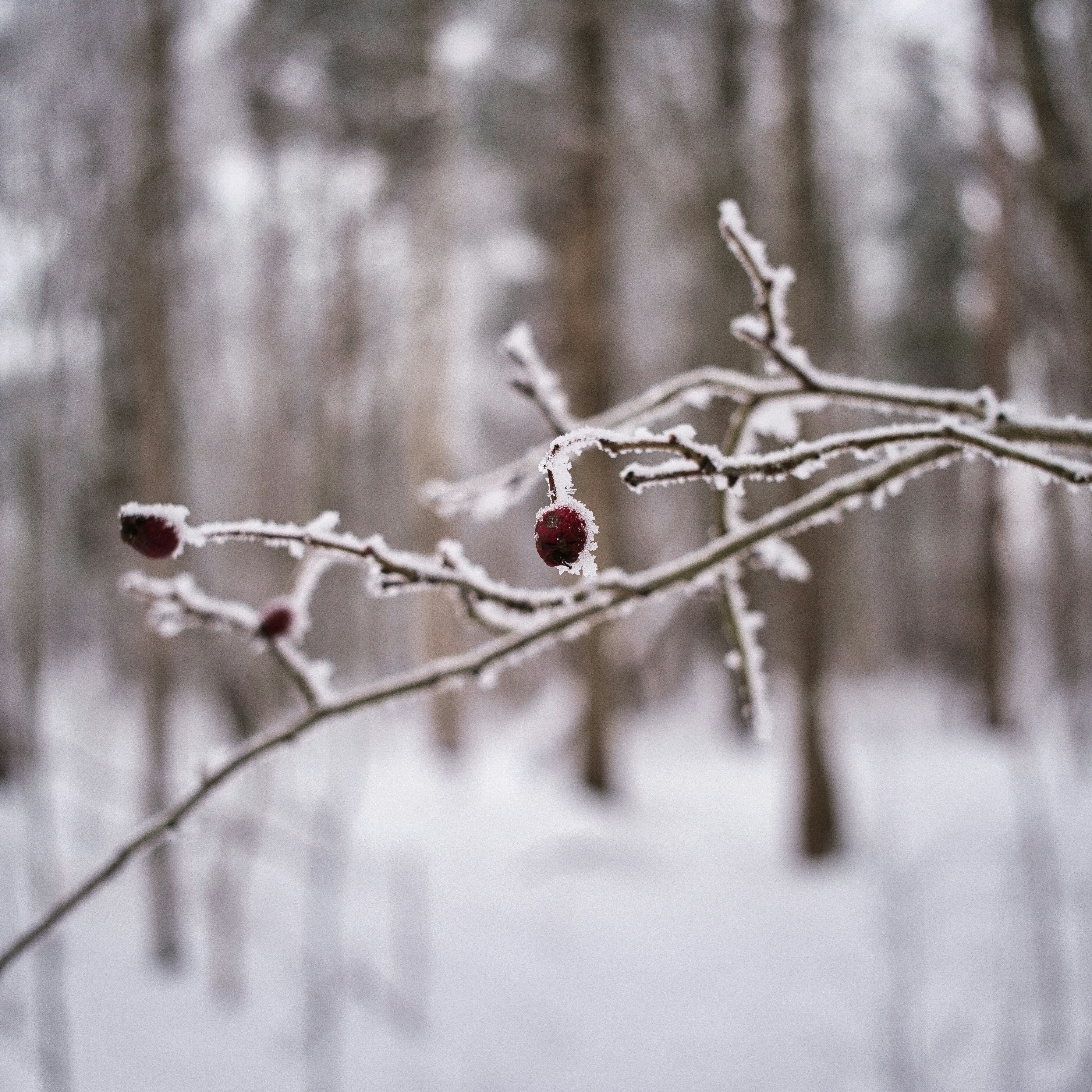 Frosty berry on a quiet winter branch