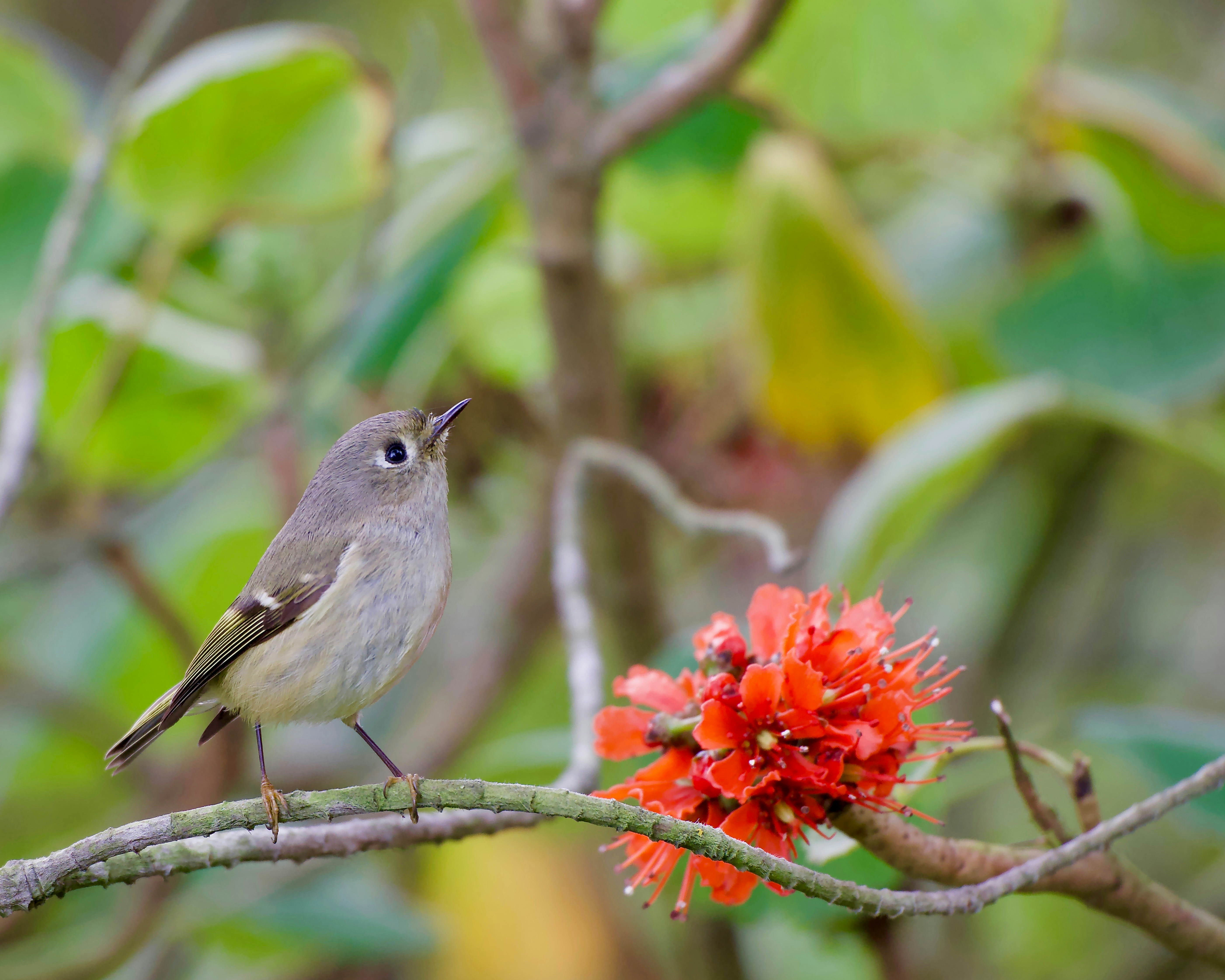 Scarlet Blossom Nibbled by a Small Songbird