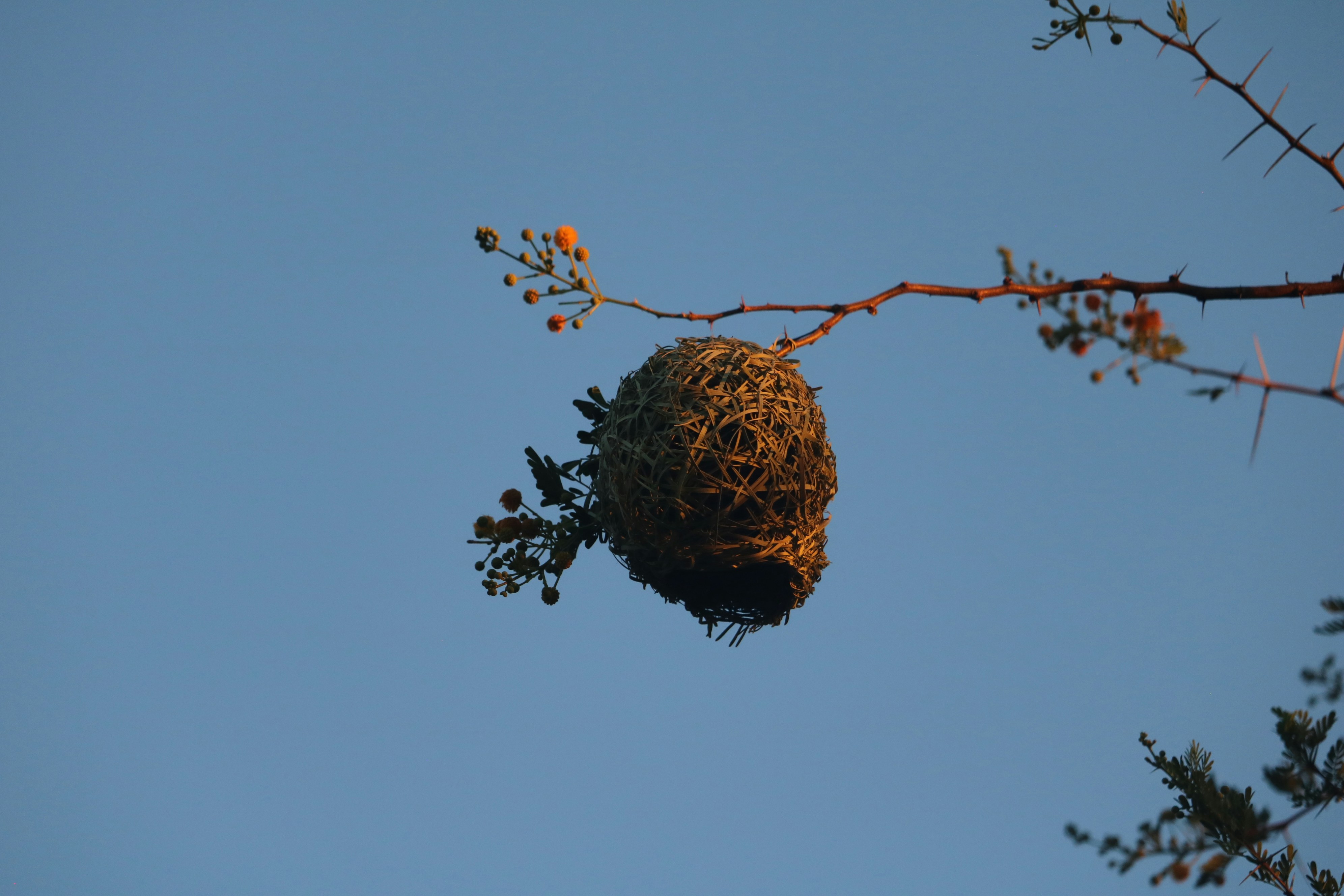 Suspended Nest Against a Clear Sky