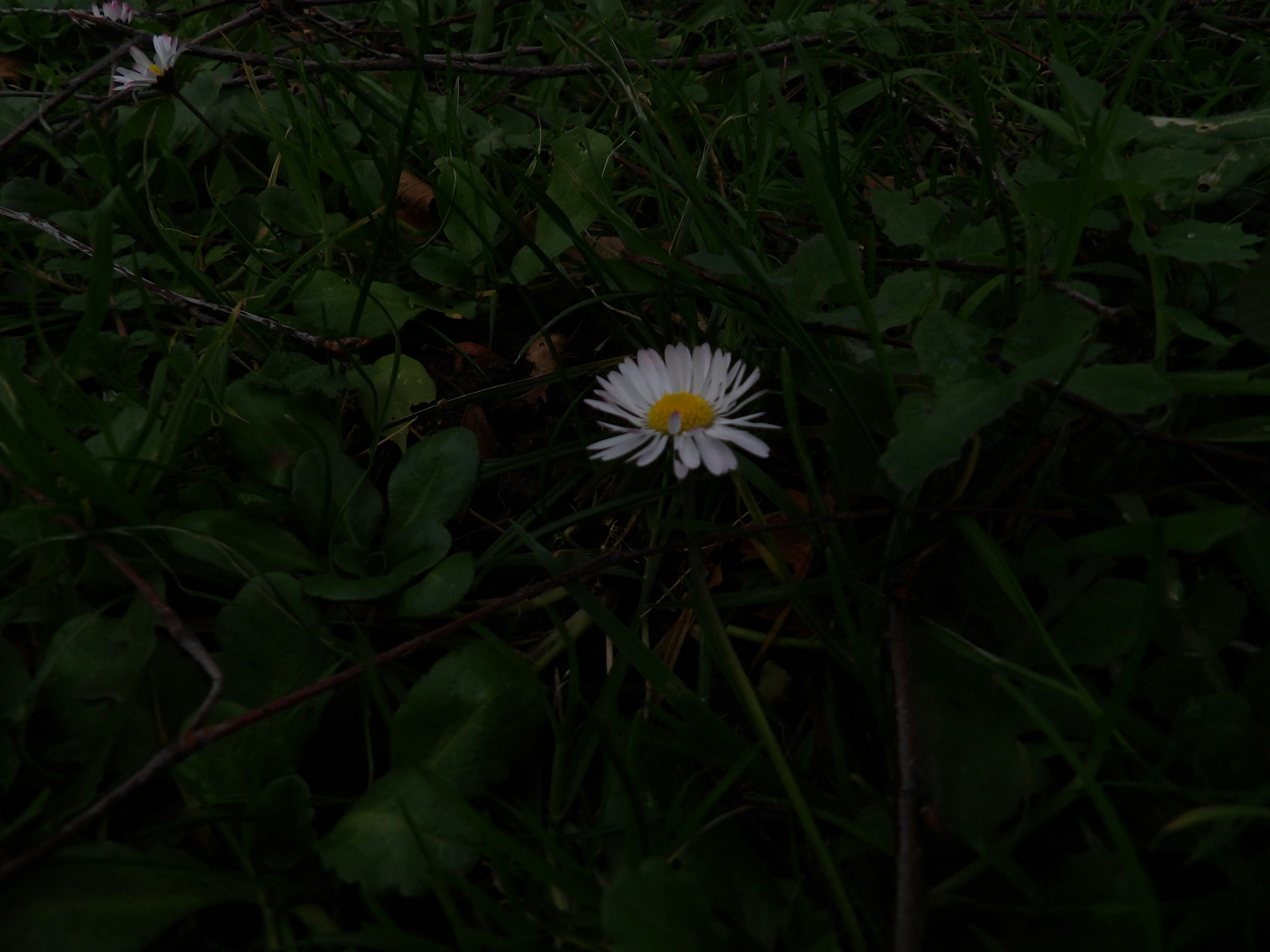A single daisy flower in green grass