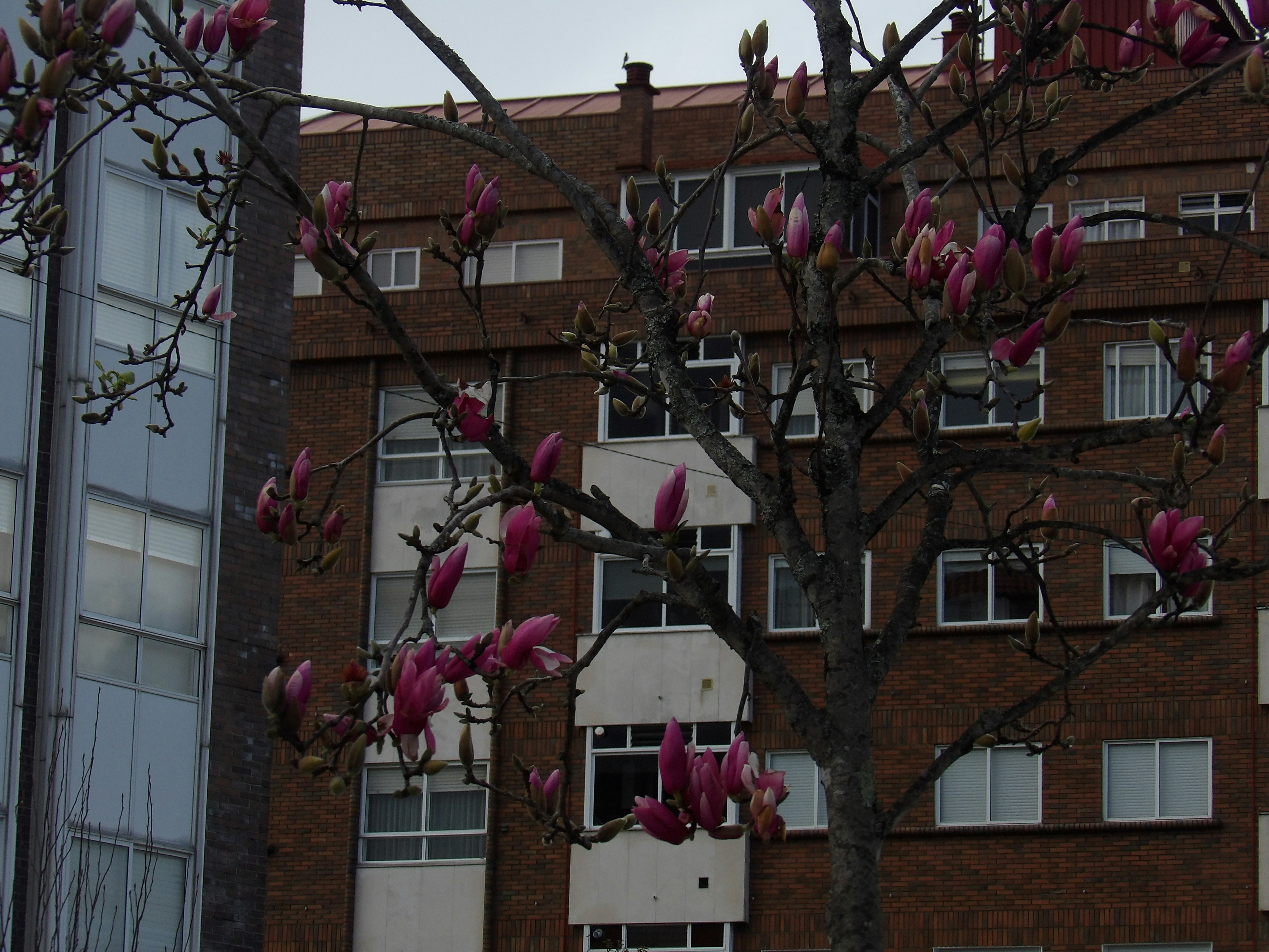 Magnolia tree branches with pink buds in front of building