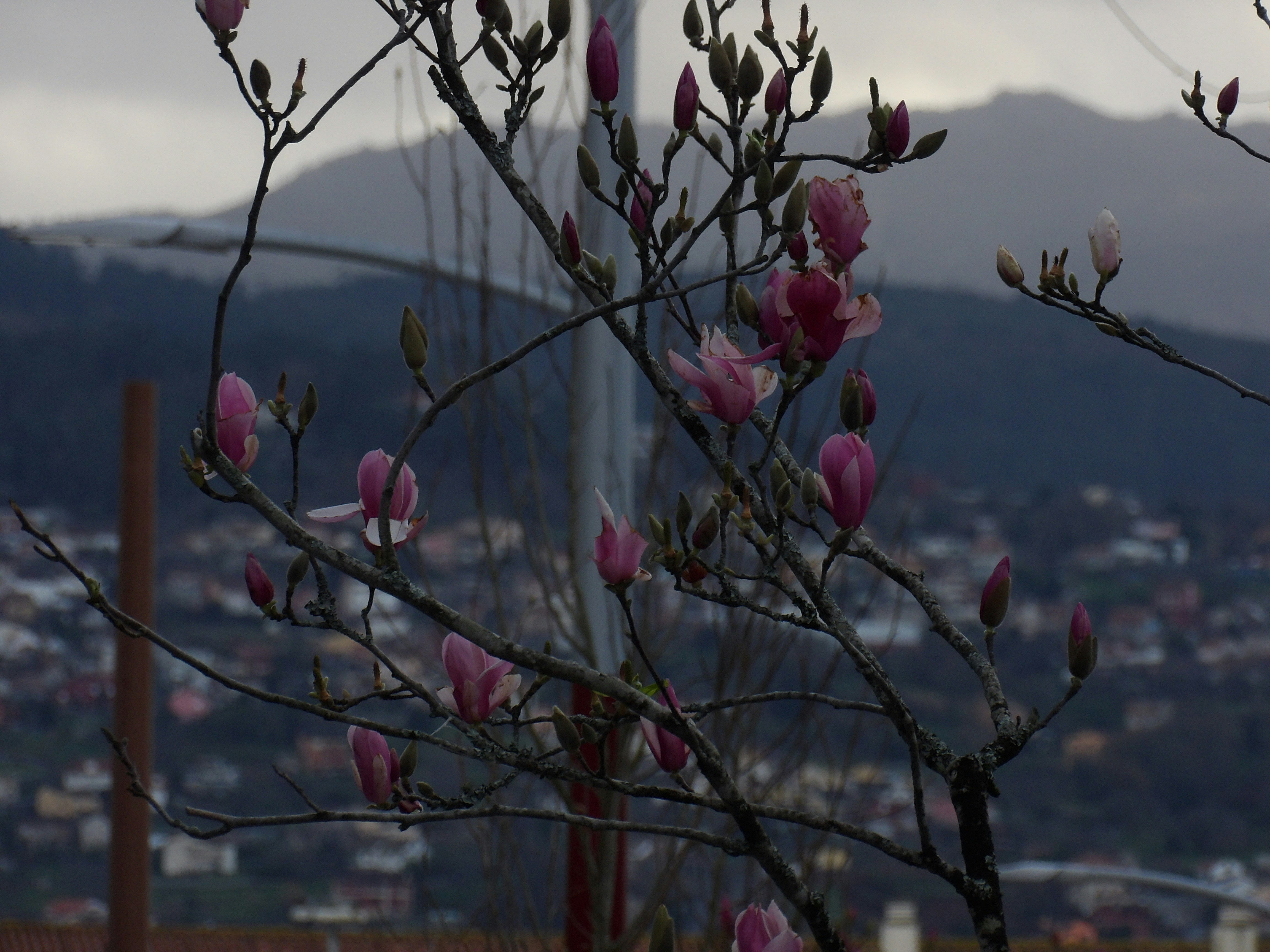 Pink magnolia blossoms on a tree with mountains behind.