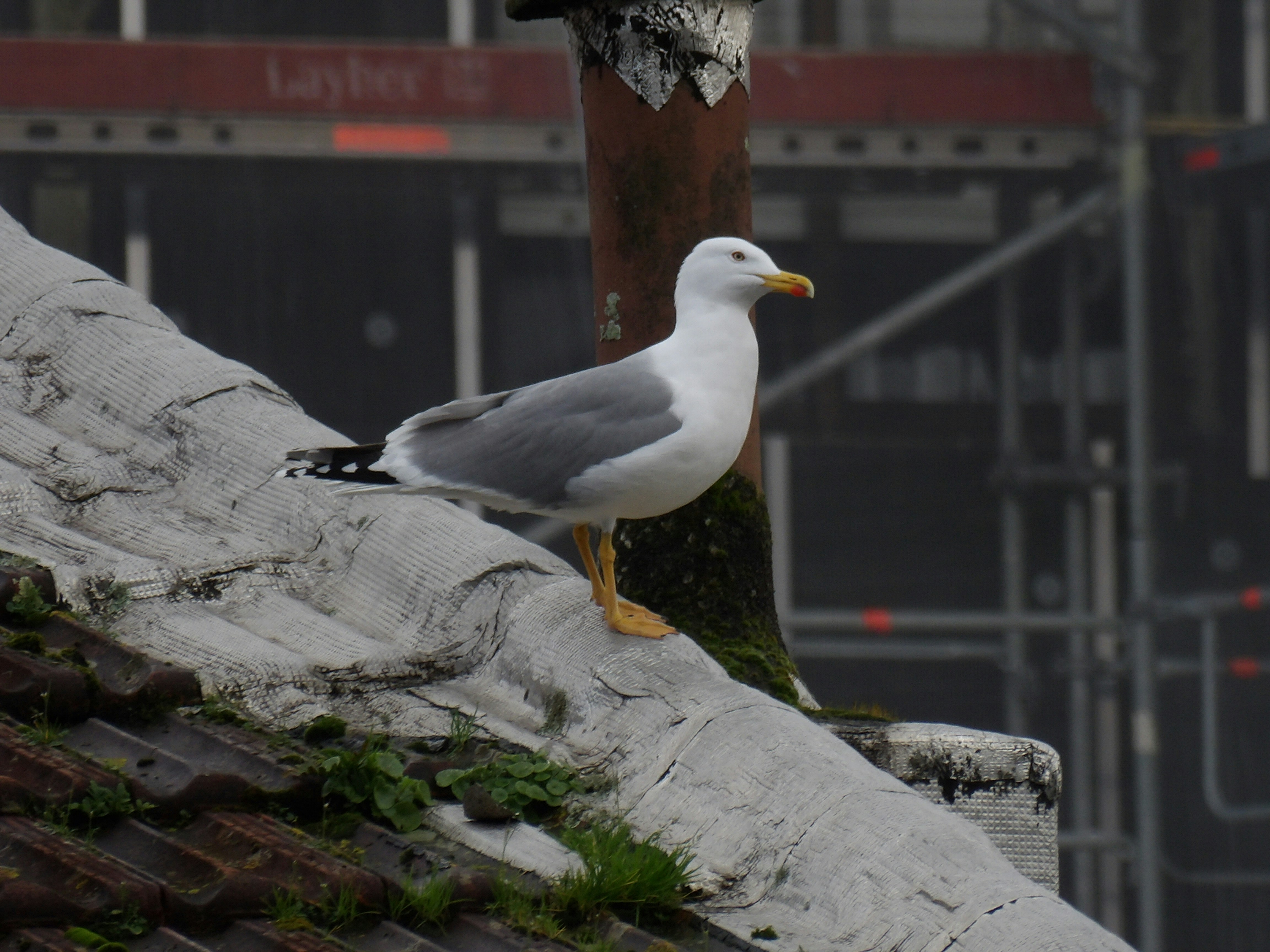 Seagull perched on a weathered rooftop with scaffolding behind.
