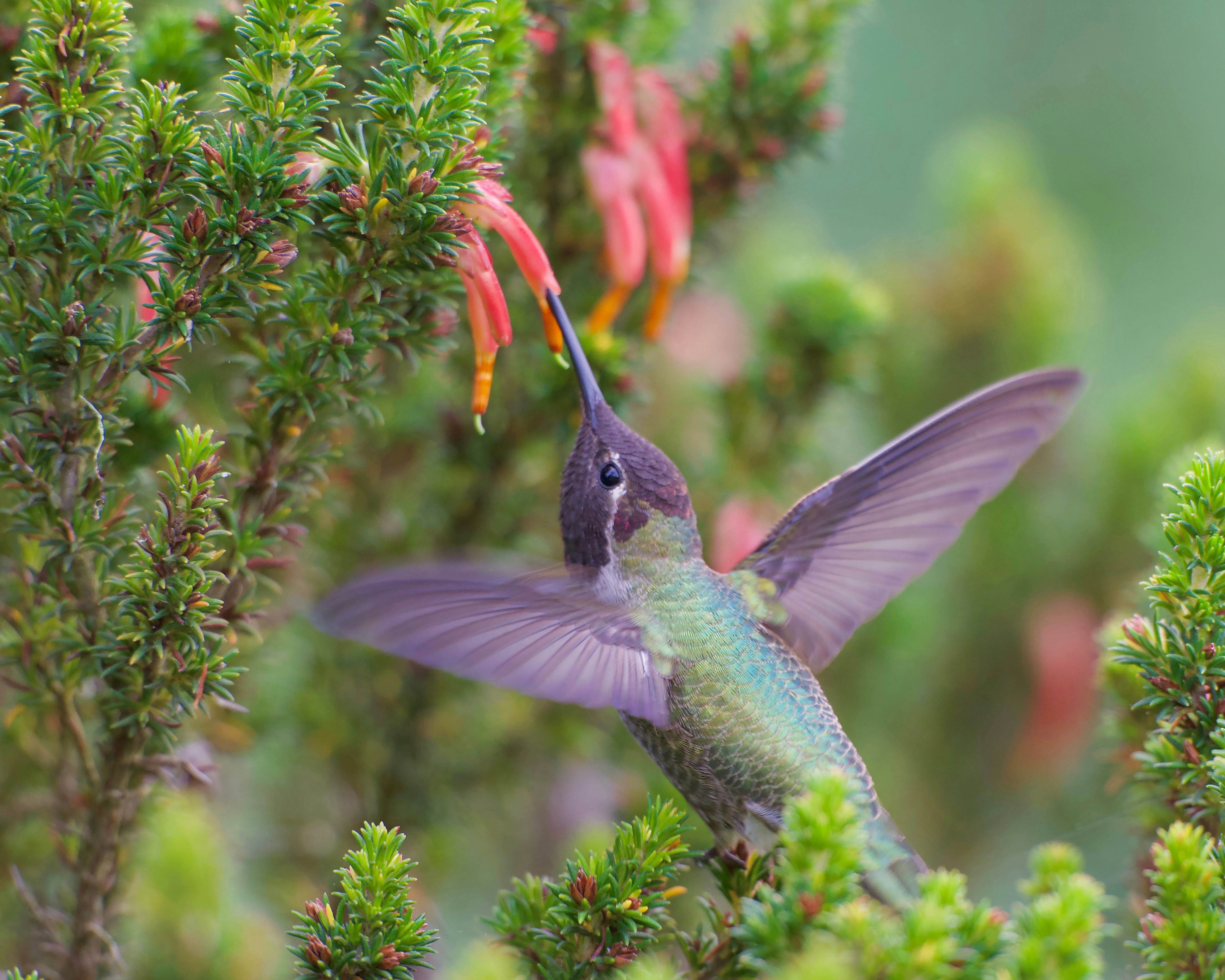 Hummingbird in Rapid Reach: Nectar Burst Among Ferns