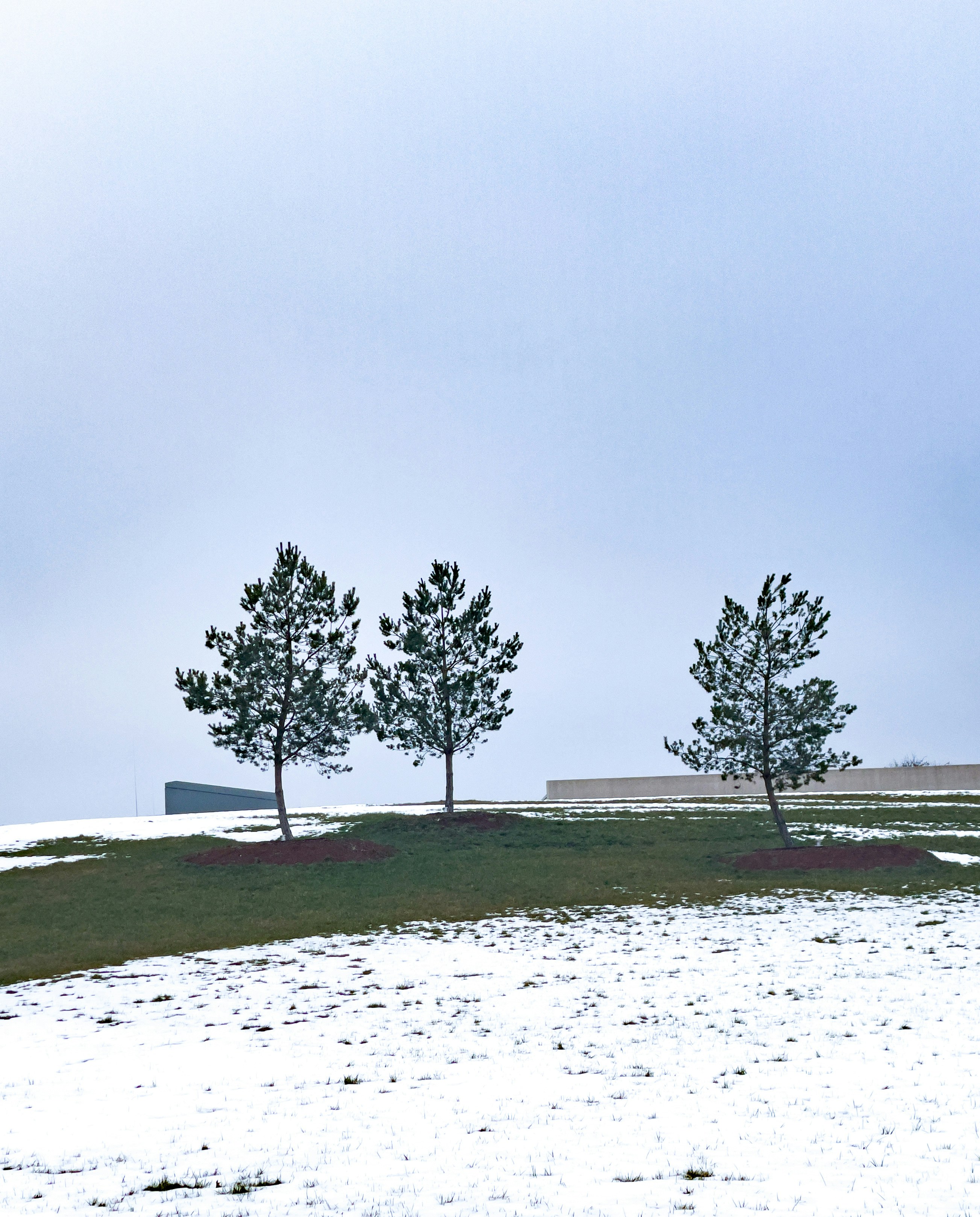 Three resilient pines on a gentle snowy incline