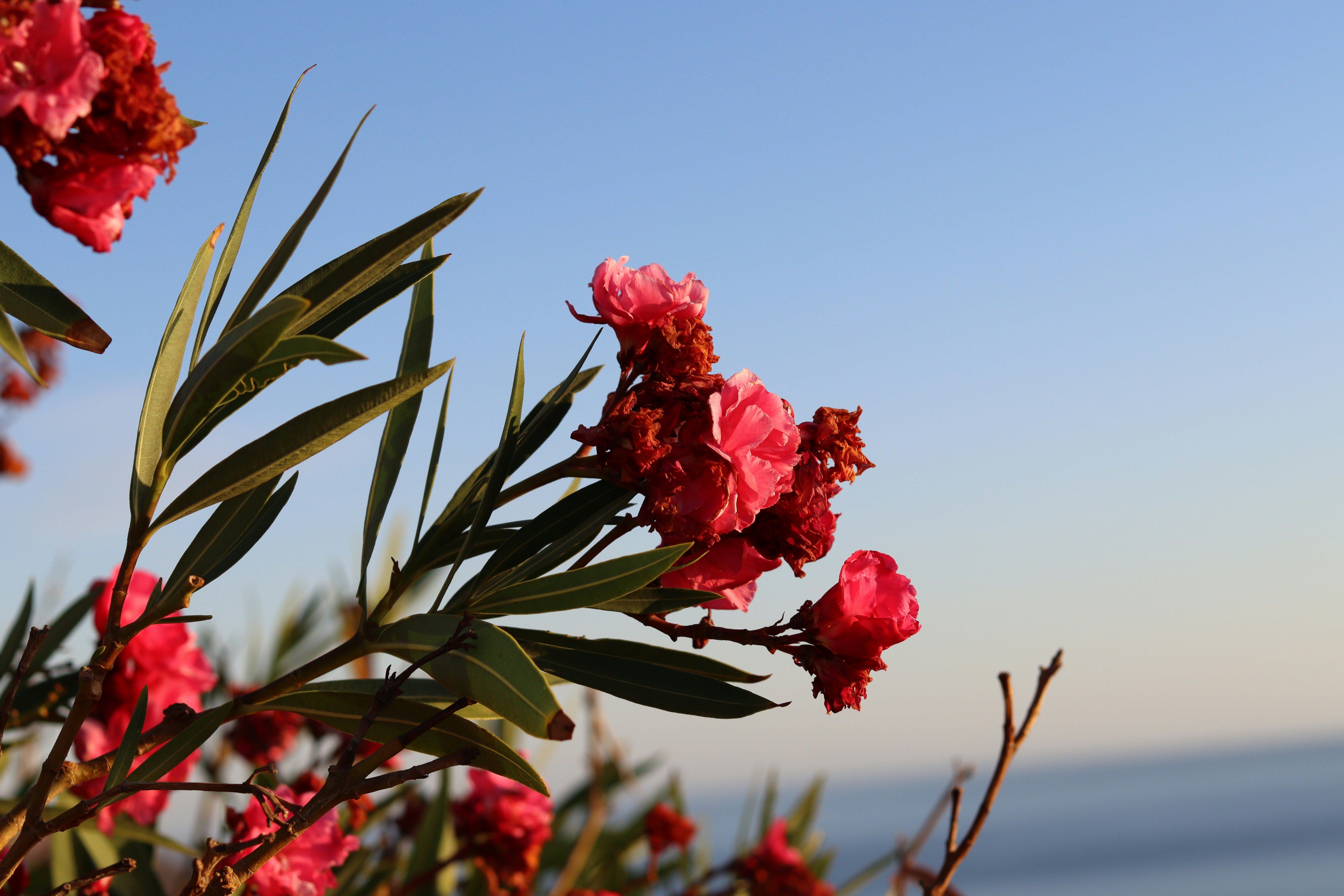 Scarlet blossoms in coastal breeze