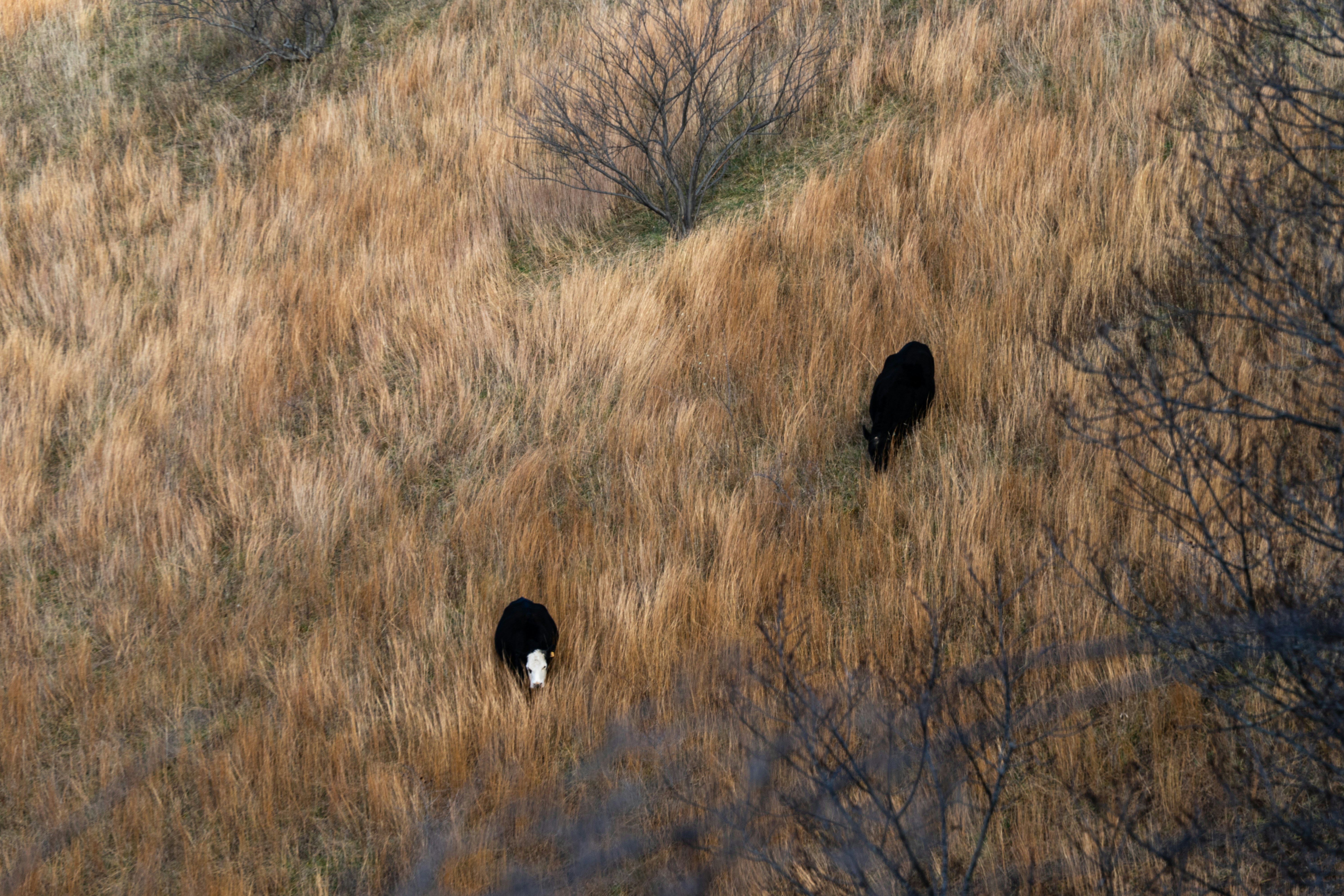 Two dark silhouettes grazing through amber reeds
