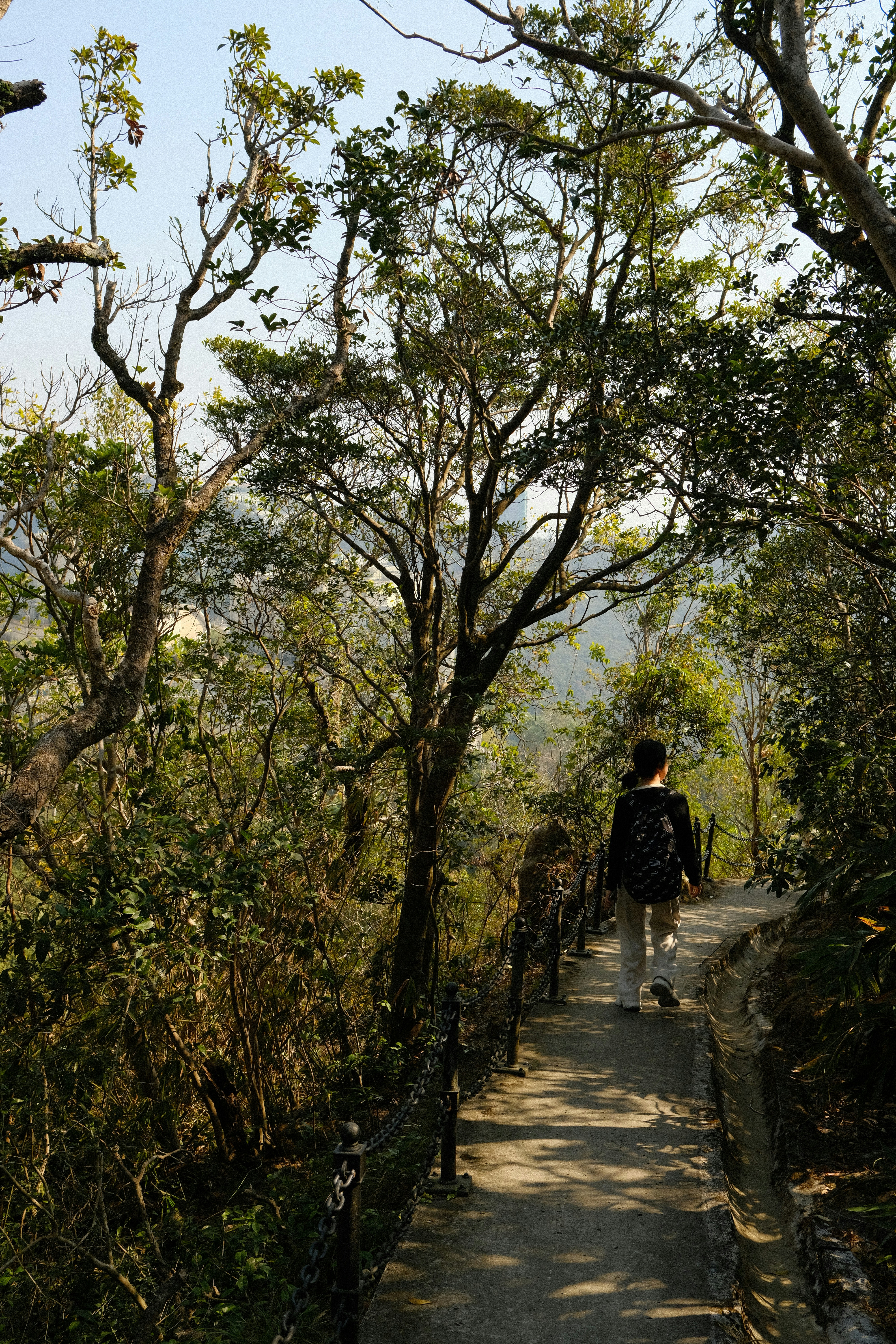 Trail through sun-dappled trees as a lone hiker strides along a winding path