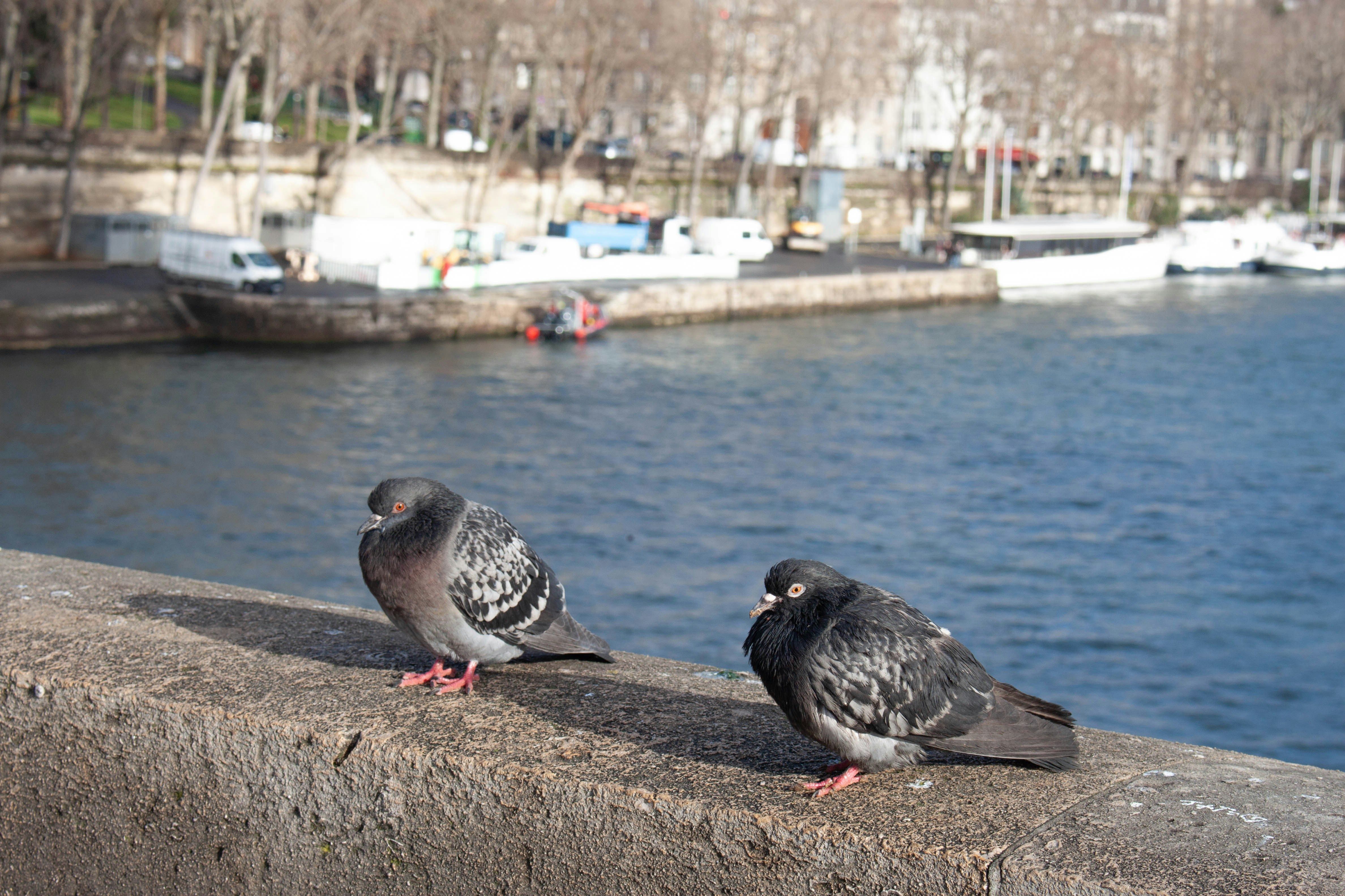 Two Pigeons Resting on a Waterfront Barrier