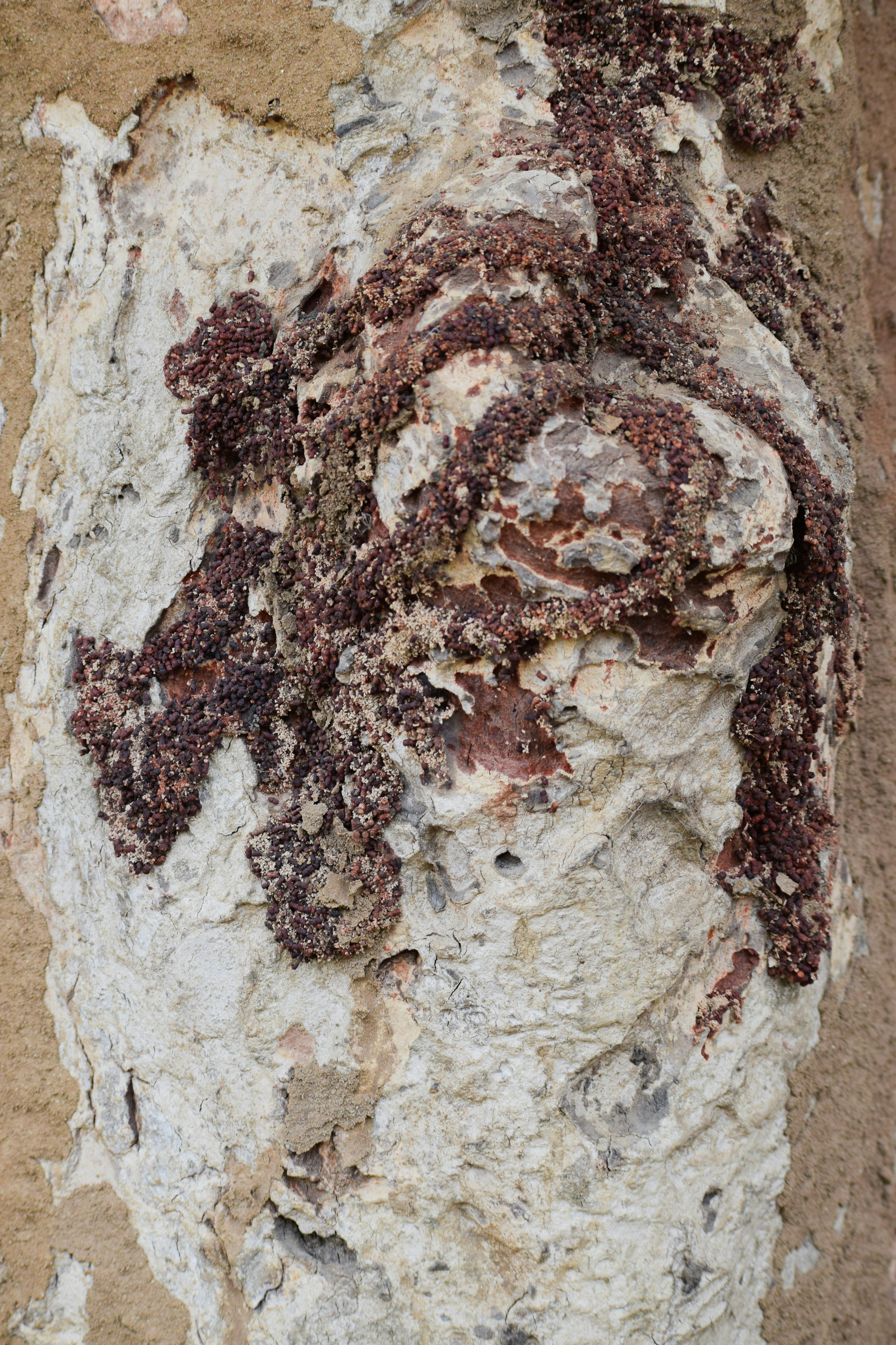 Weathered Bark with Faint Red Lichen Trails