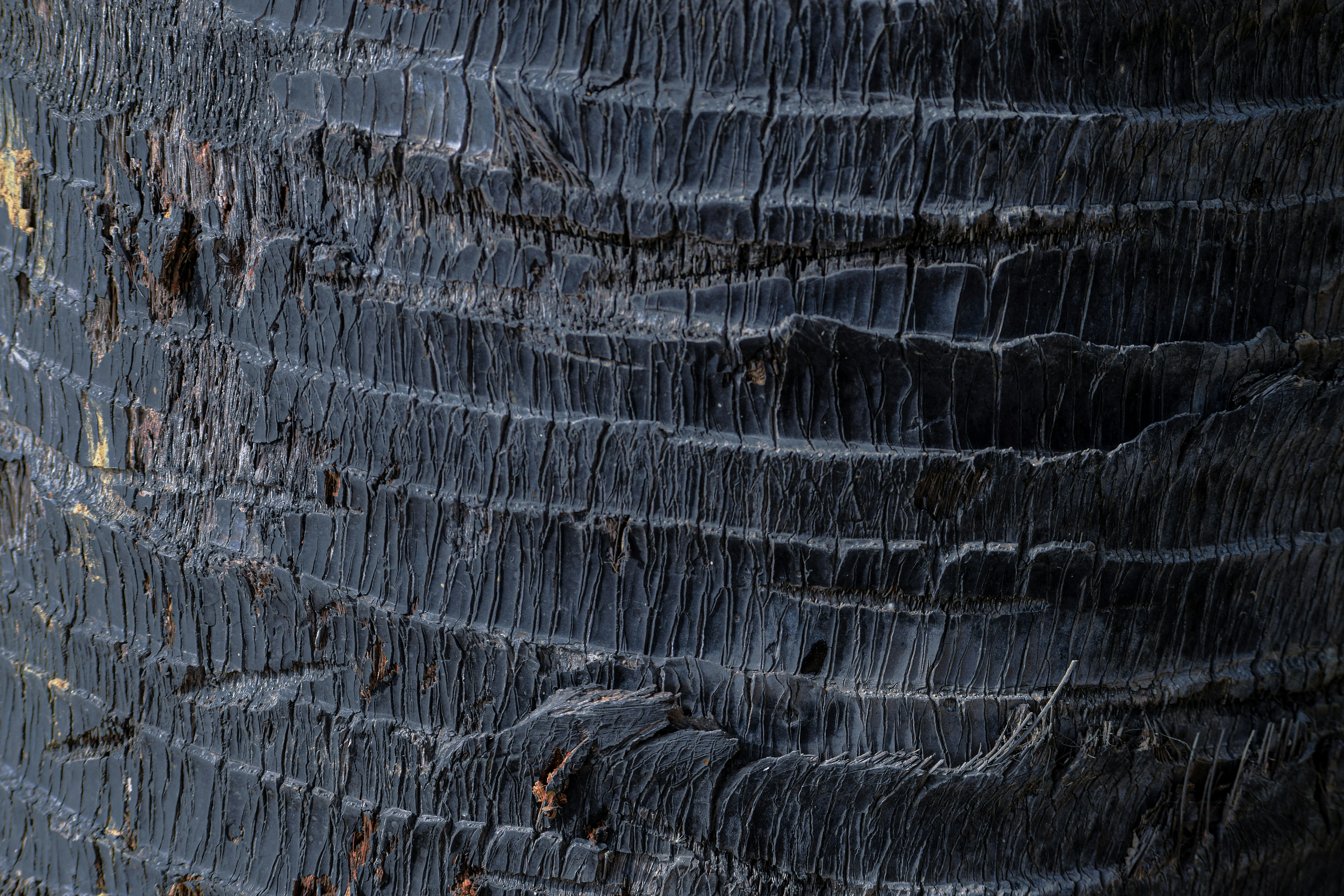 Rugged Bark in Long Ridge: Strata of Charcoal Textures