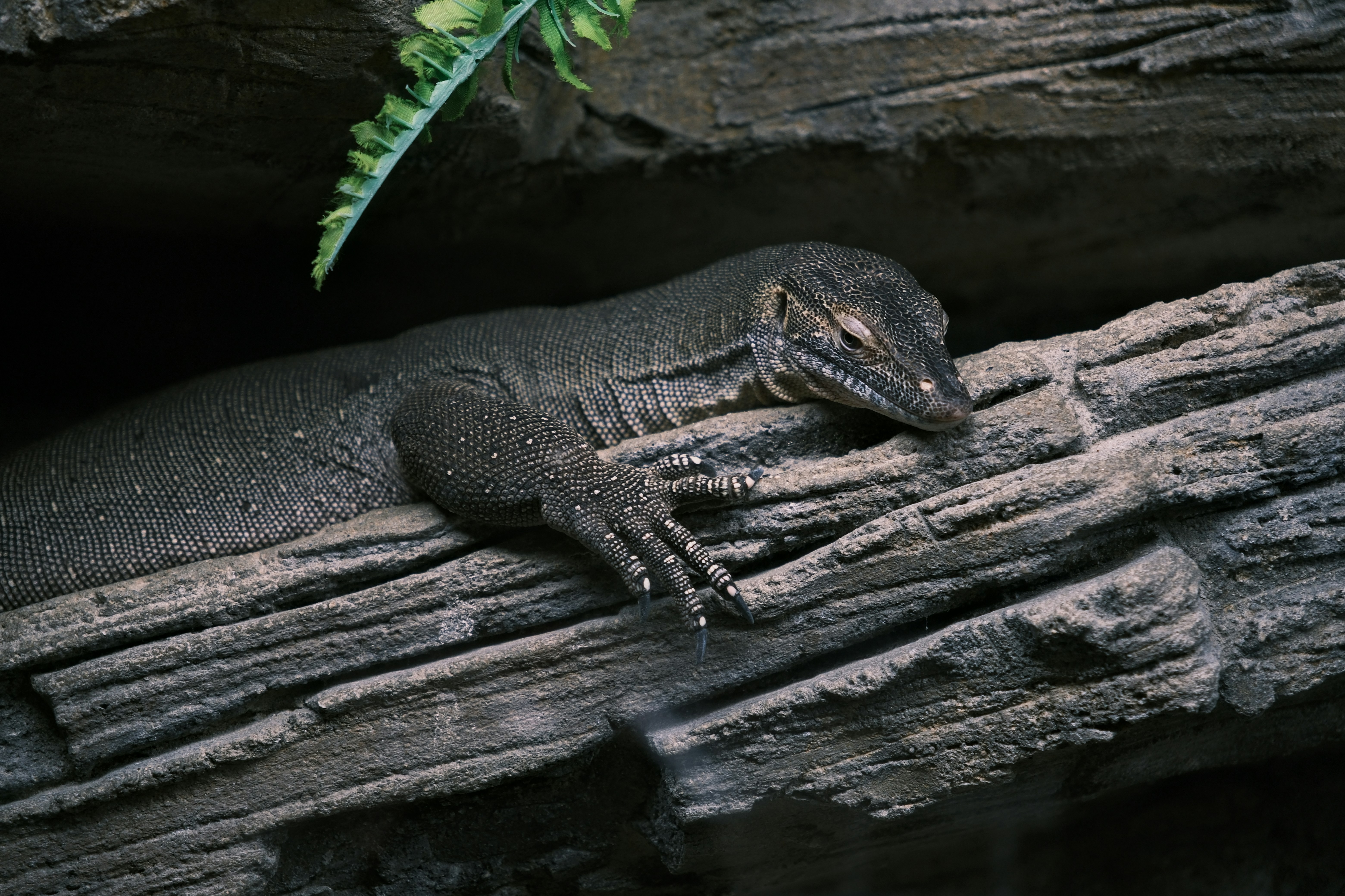 Lizard in the Light: A Close Encounter on Weathered Stone