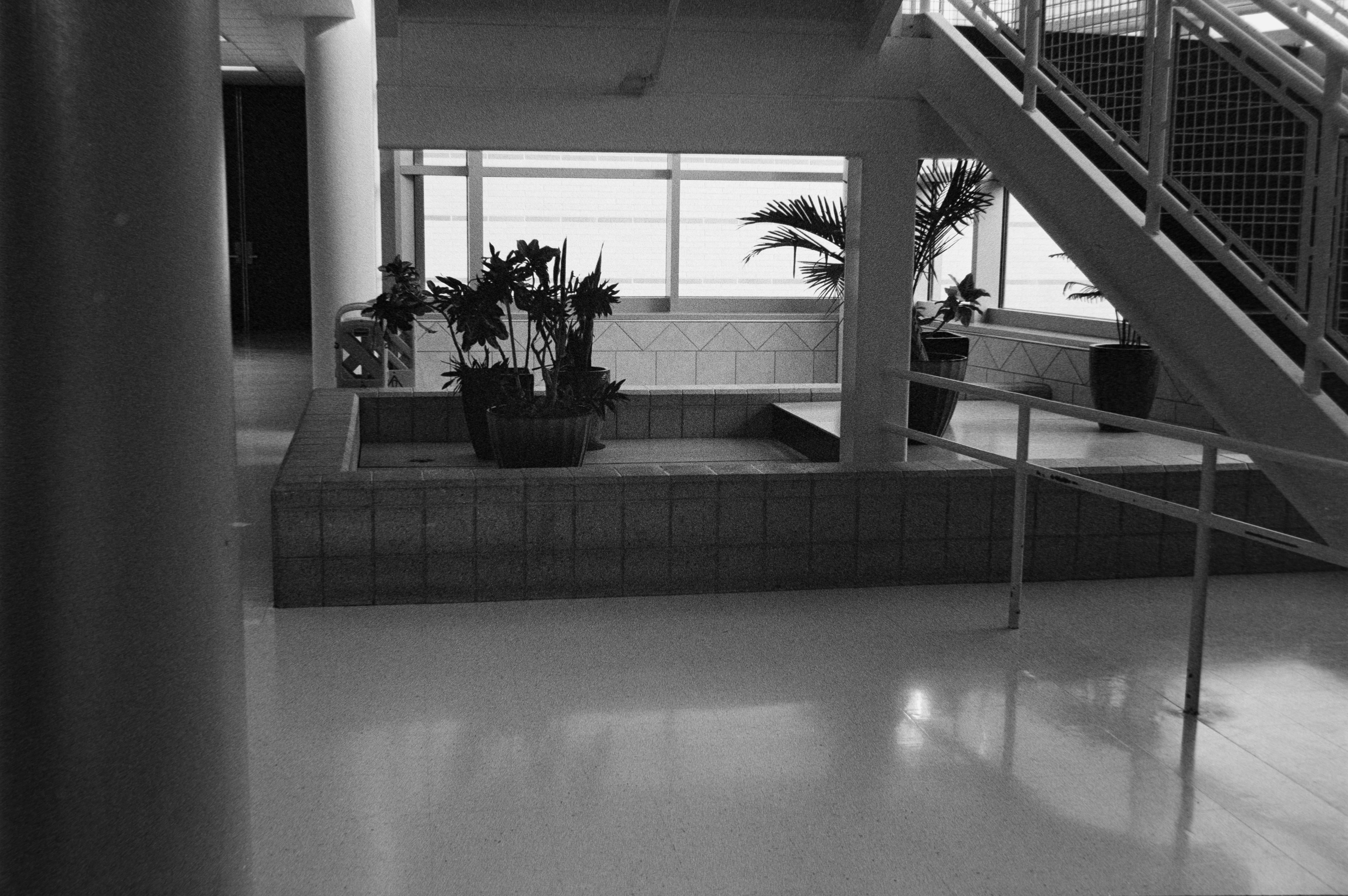 Indoor courtyard vignette: potted plants and stairwell framed by architectural lines