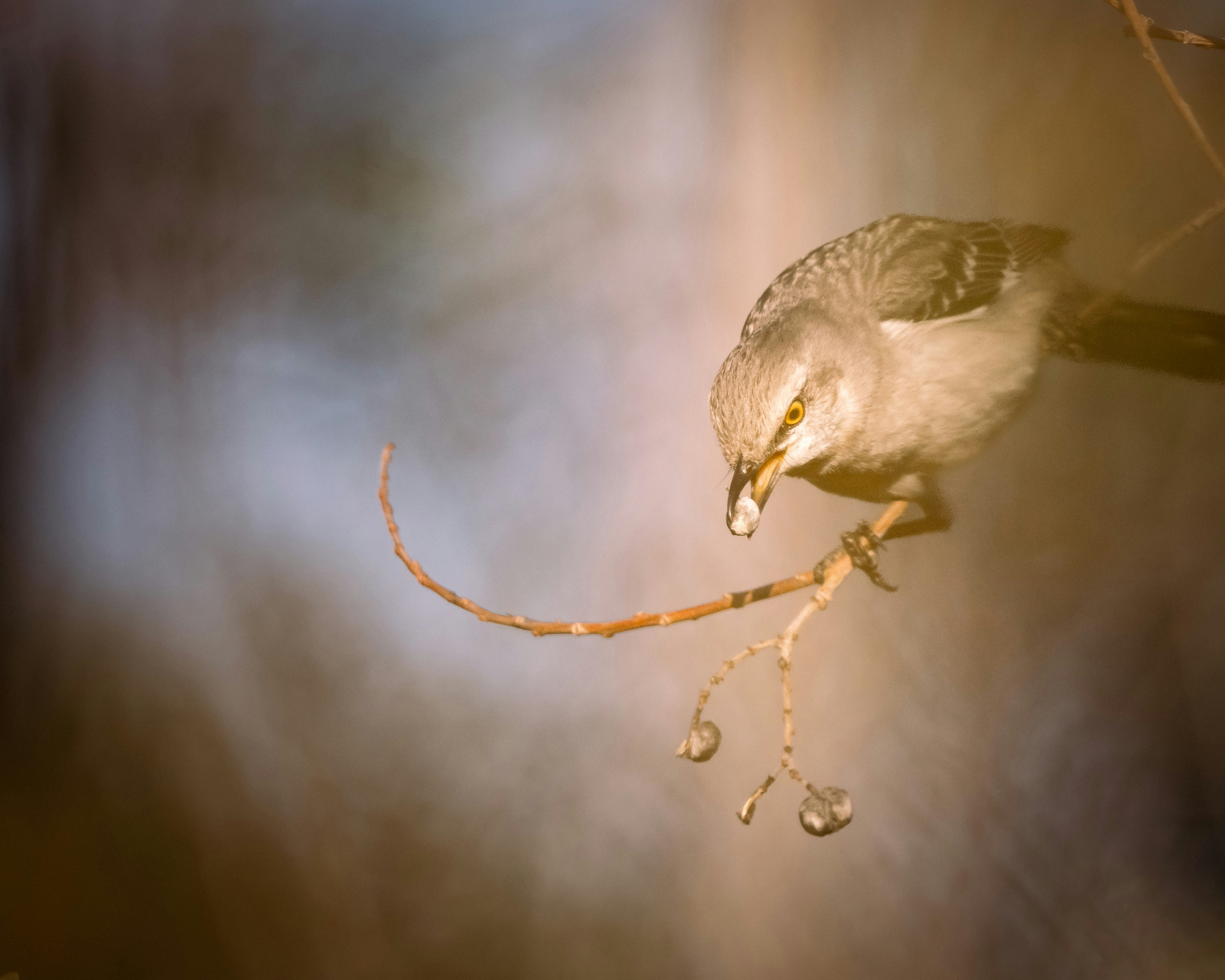 Foraging Songbird Halting on a Twig
