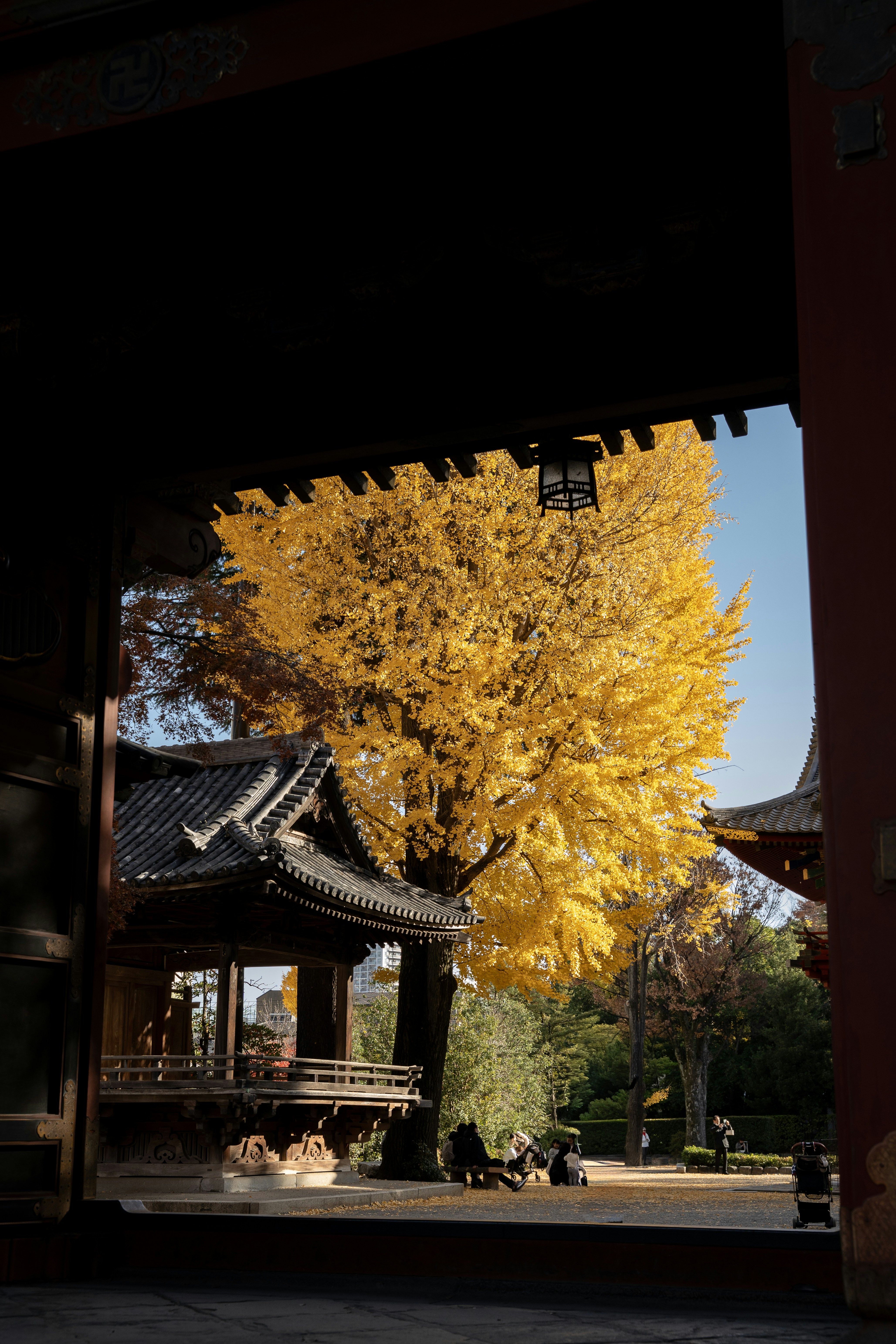 Golden Ginkgo Gate: Autumn Light Framing a Temple Courtyard