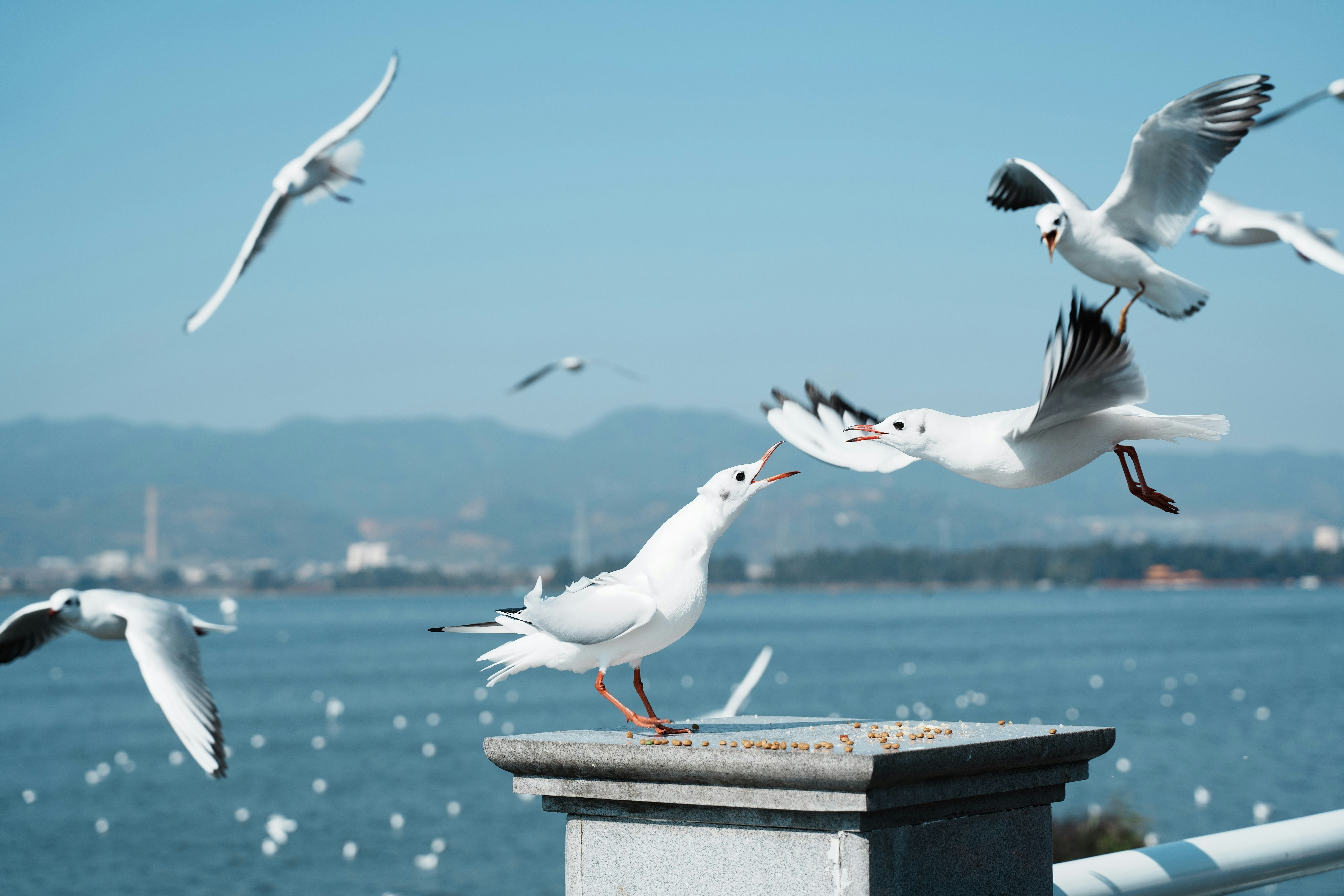Seahawks on the Edge: A Moment of Flight Over the Pier