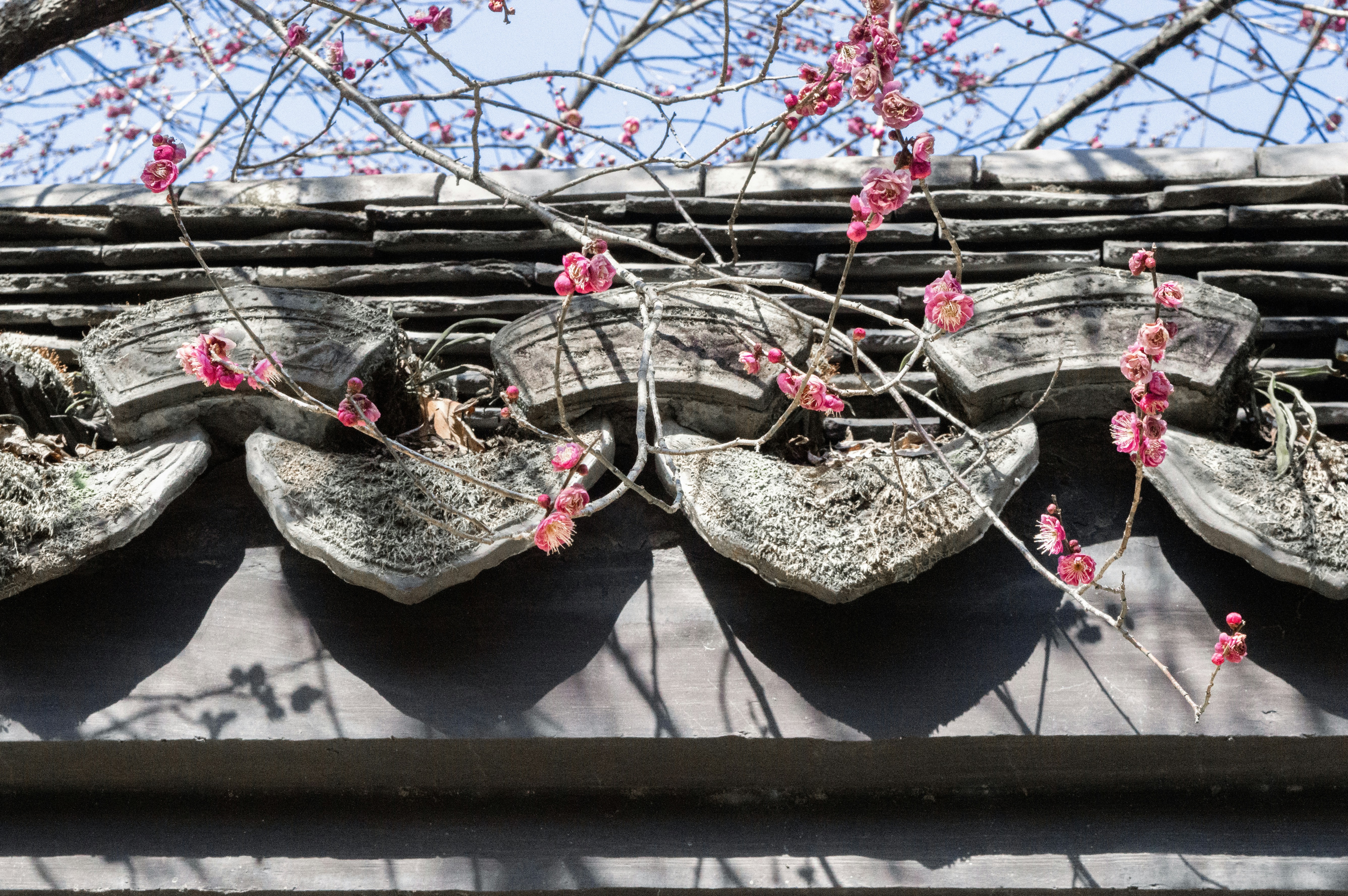 Blossoms on the Tile Ridge